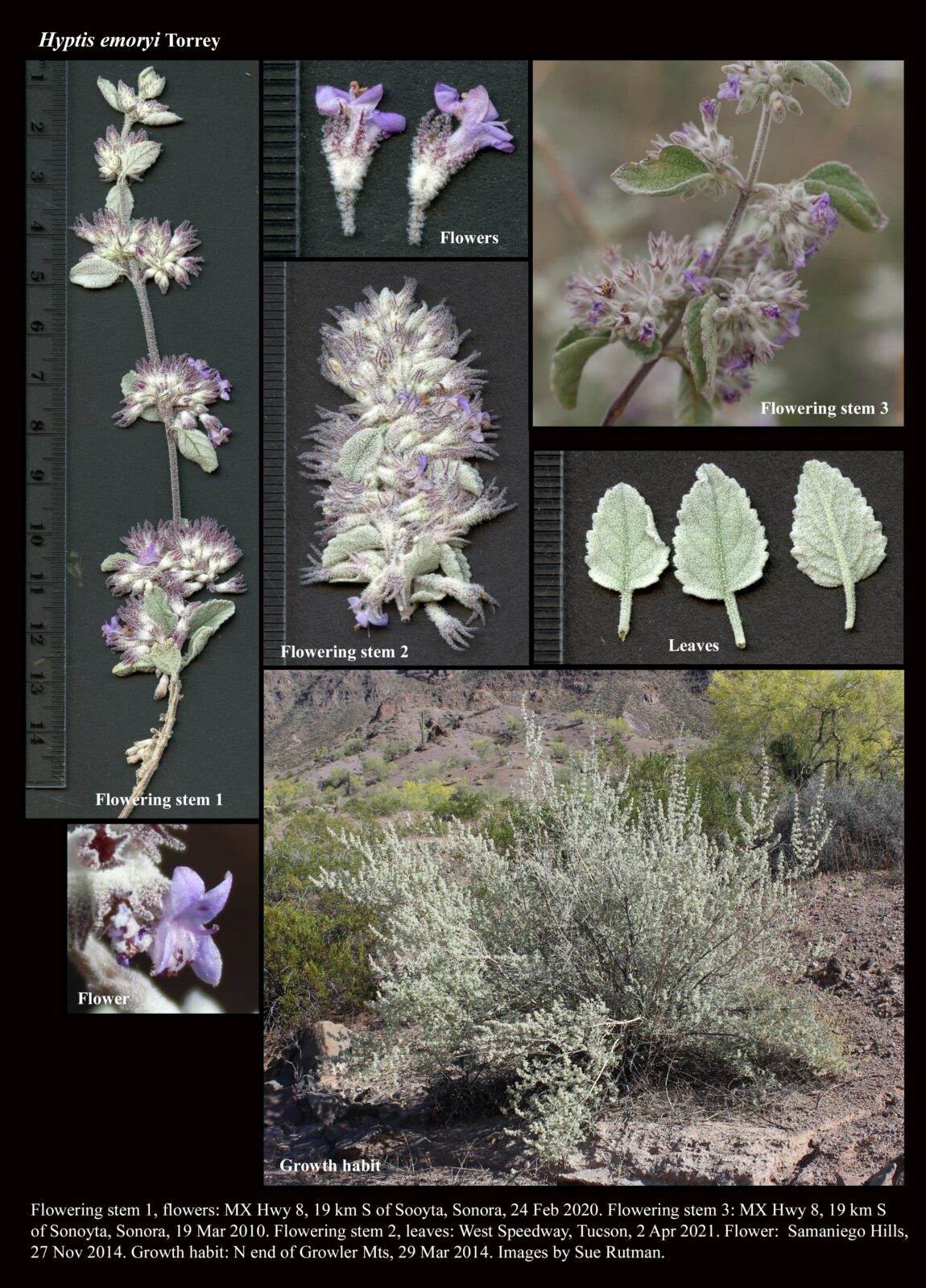 Hyptis emoryi : The Arizona Native Plant Society