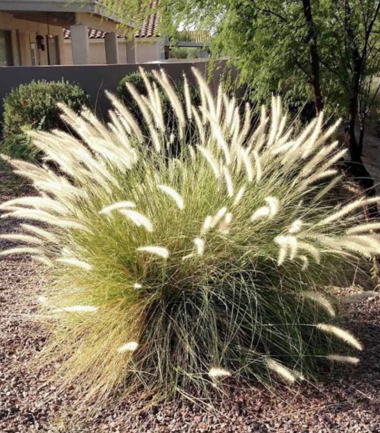 Invasive Species Alert: Fountain Grass : The Arizona Native Plant Society
