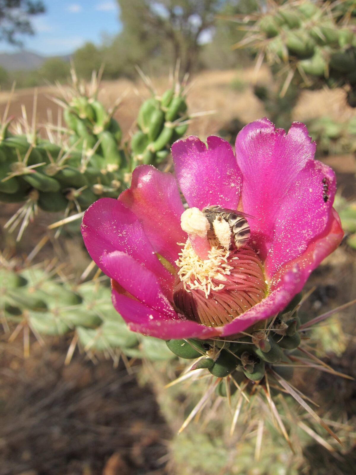 Tucson : The Arizona Native Plant Society