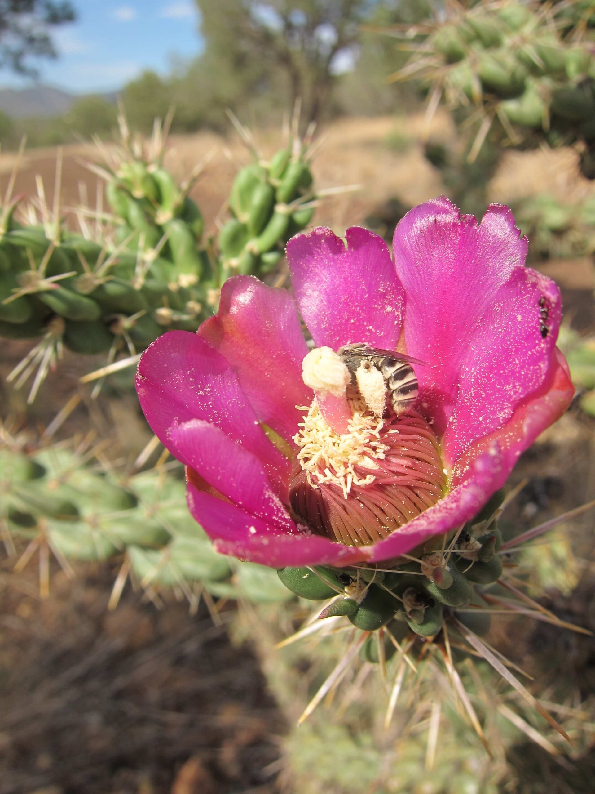 Tucson : The Arizona Native Plant Society