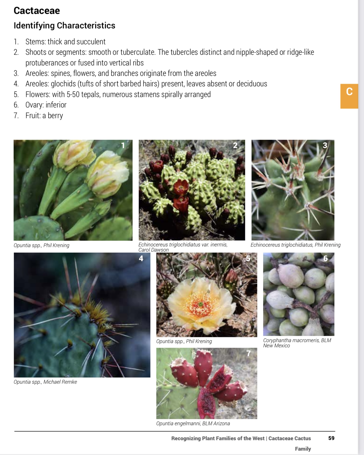 This amazing book is free to download as a PDF : The Arizona Native ...