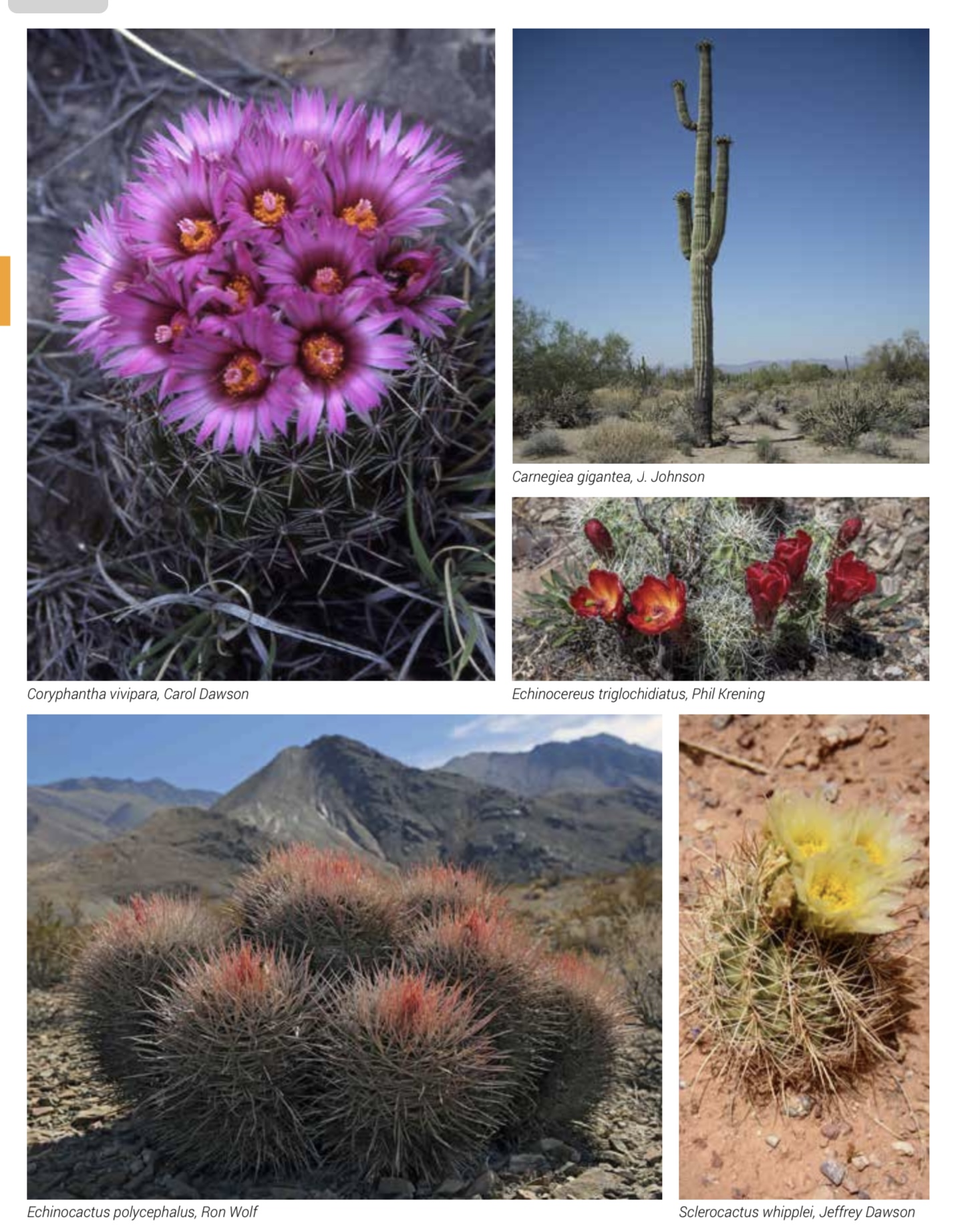 This amazing book is free to download as a PDF : The Arizona Native ...