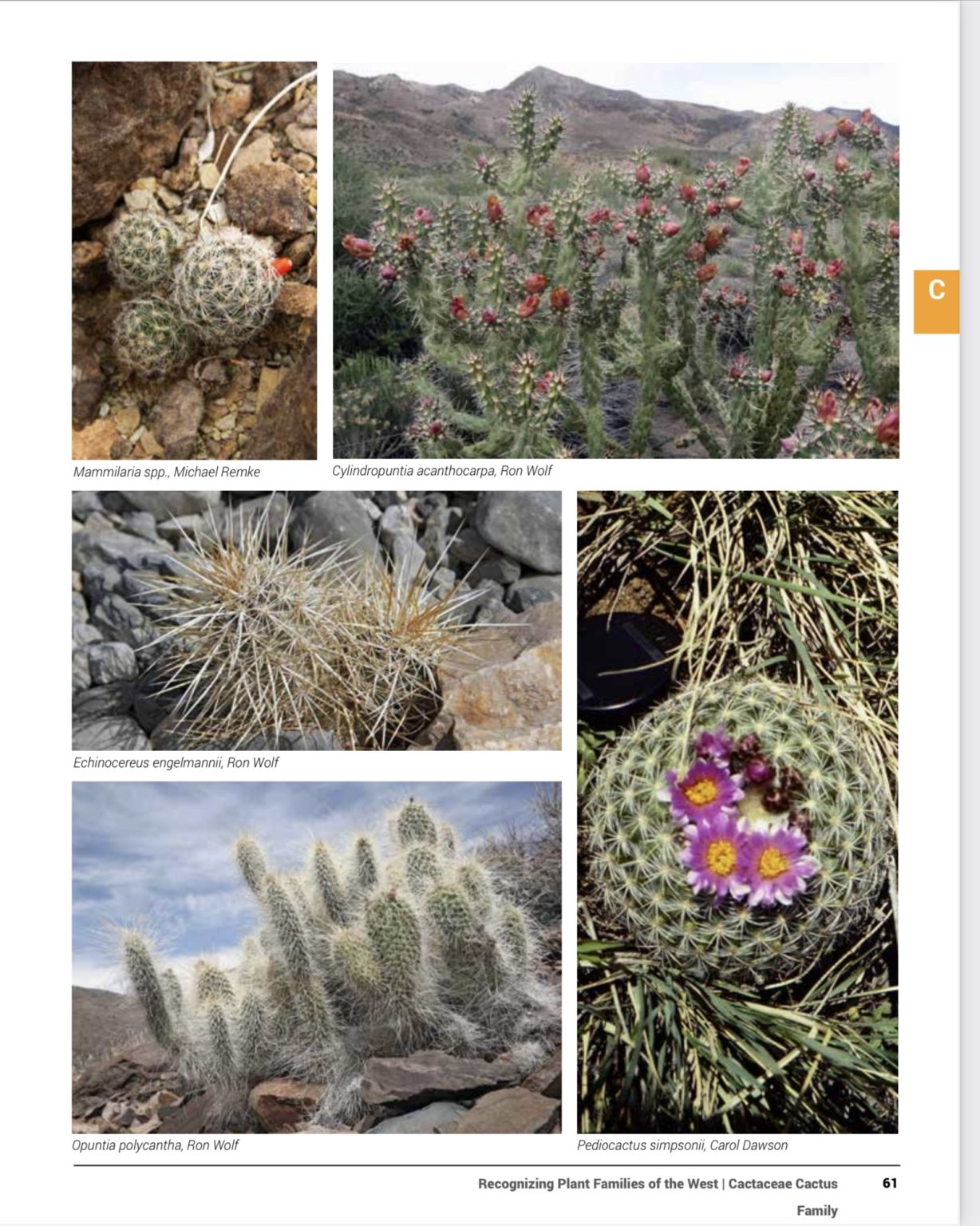 This amazing book is free to download as a PDF : The Arizona Native ...