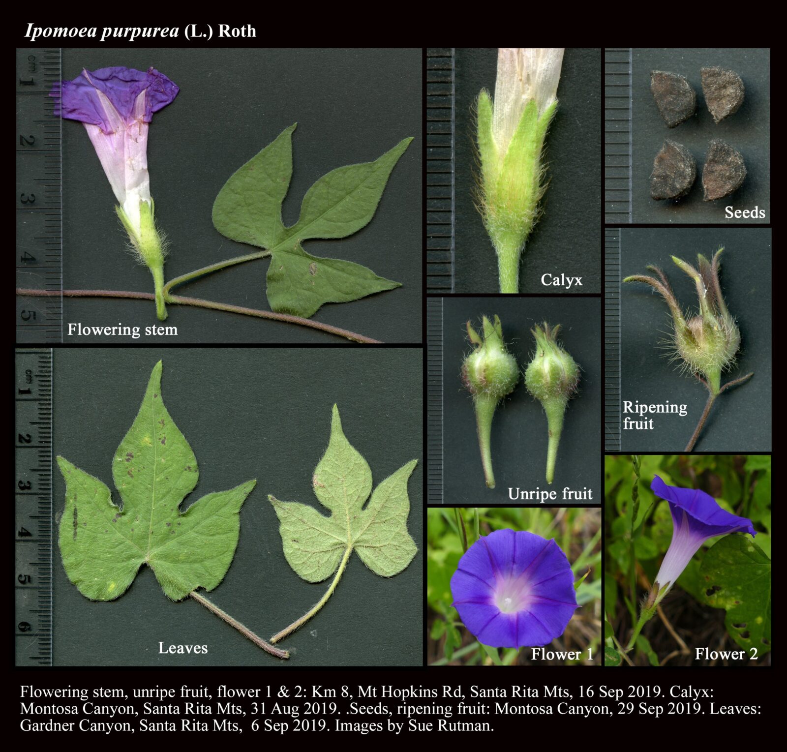 Ipomoea purpurea : The Arizona Native Plant Society