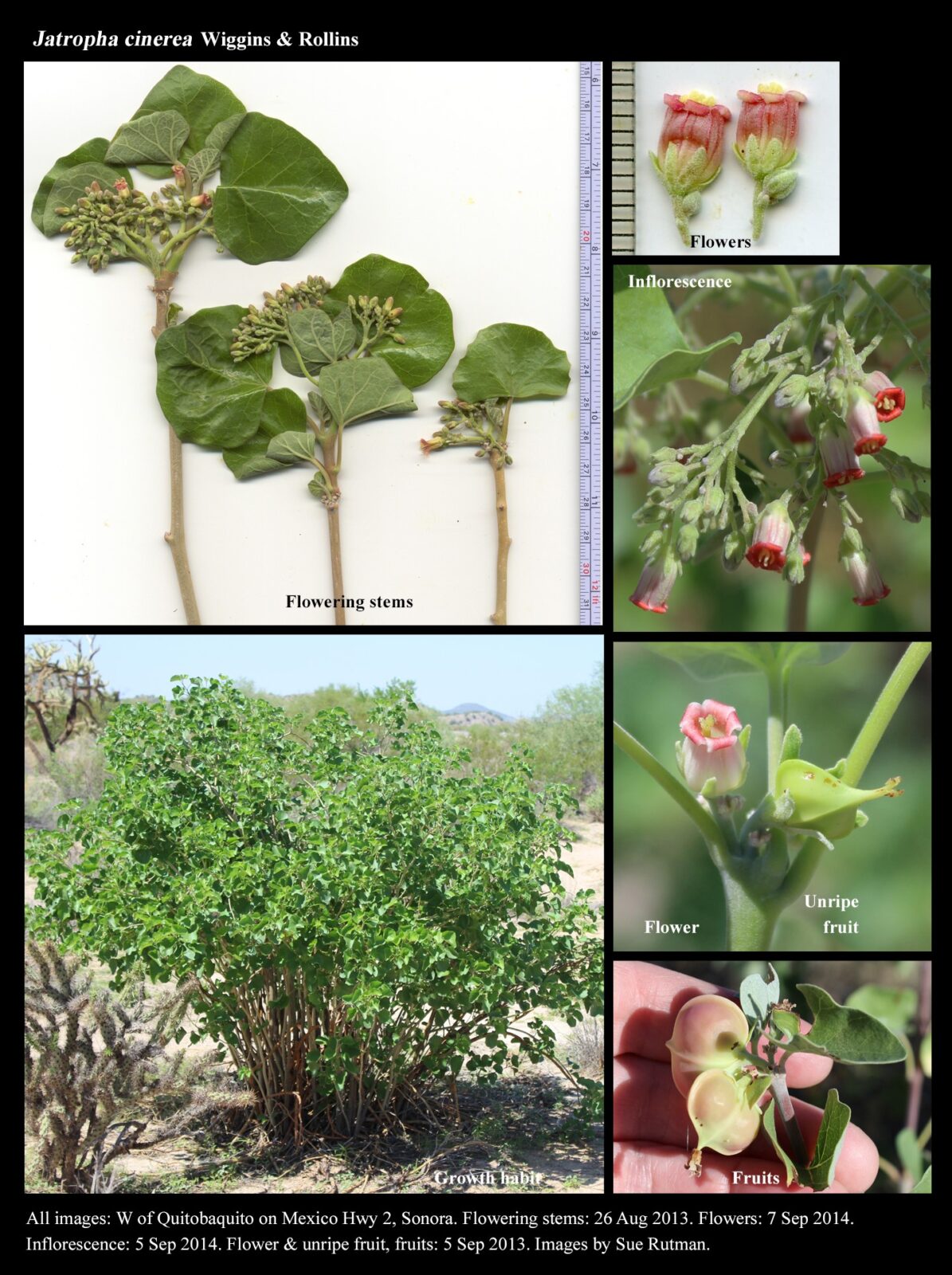 Jatropha cinerea : The Arizona Native Plant Society