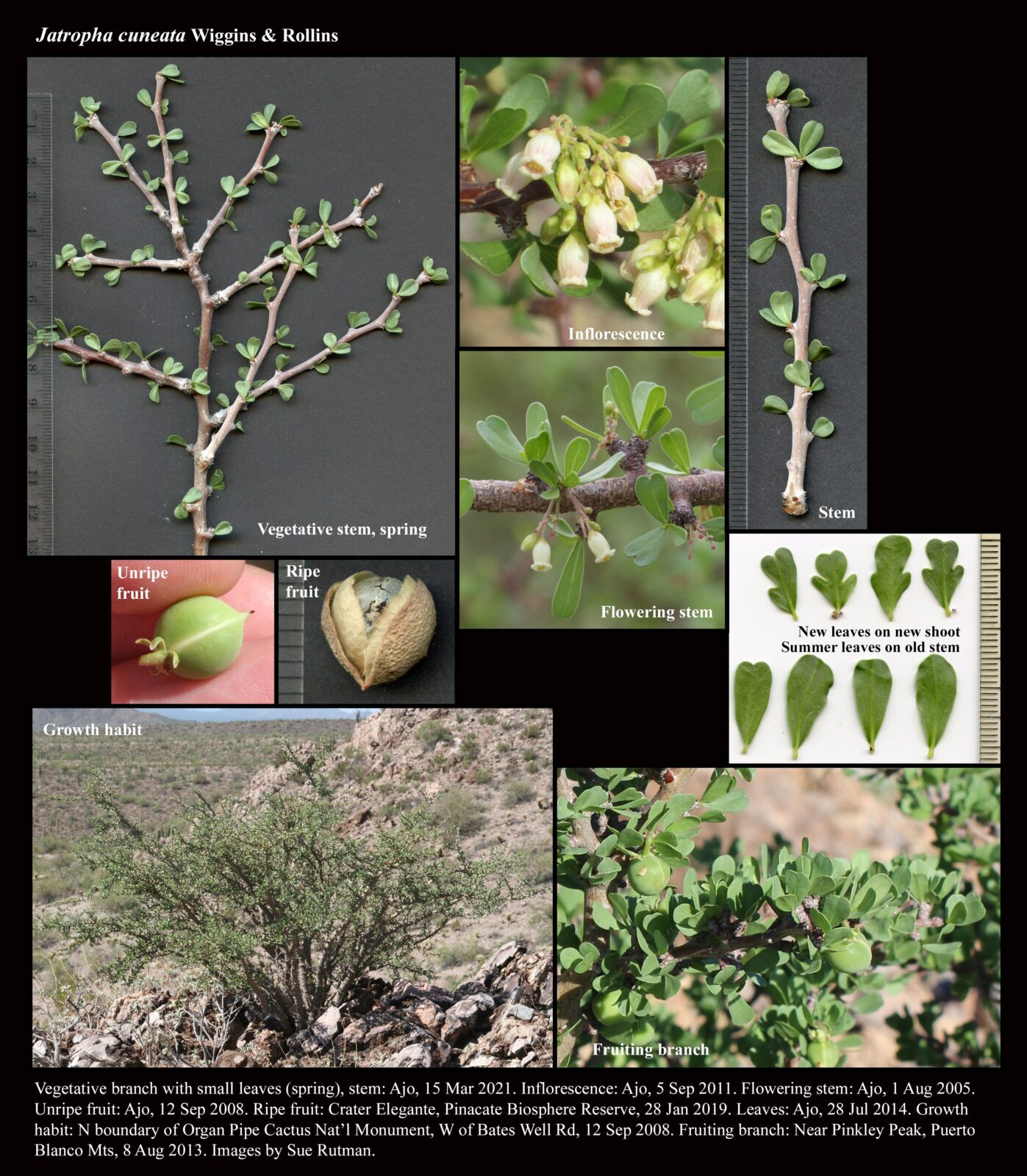Jatropha cuneata : The Arizona Native Plant Society