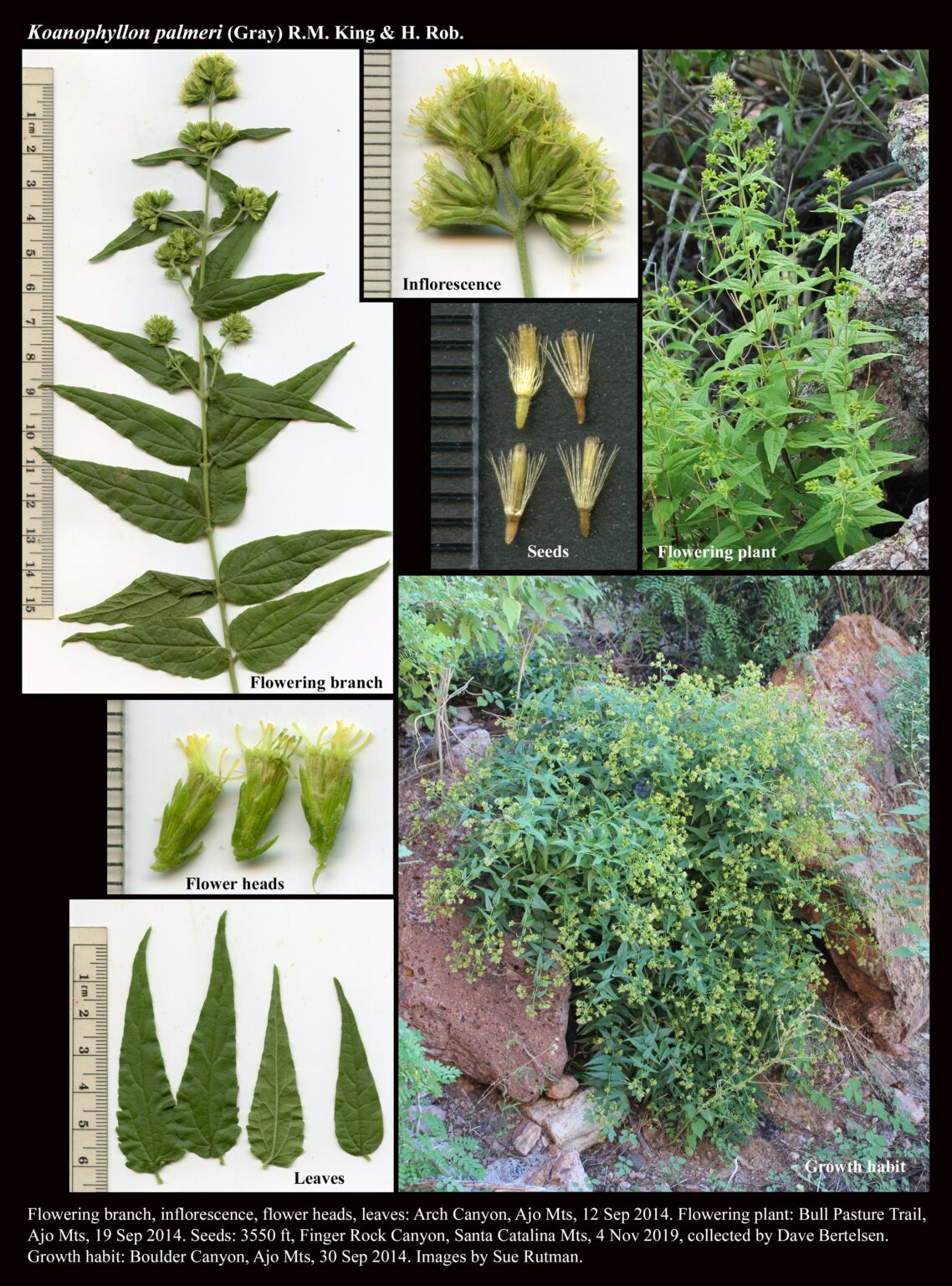 Koanophyllum palmeri : The Arizona Native Plant Society
