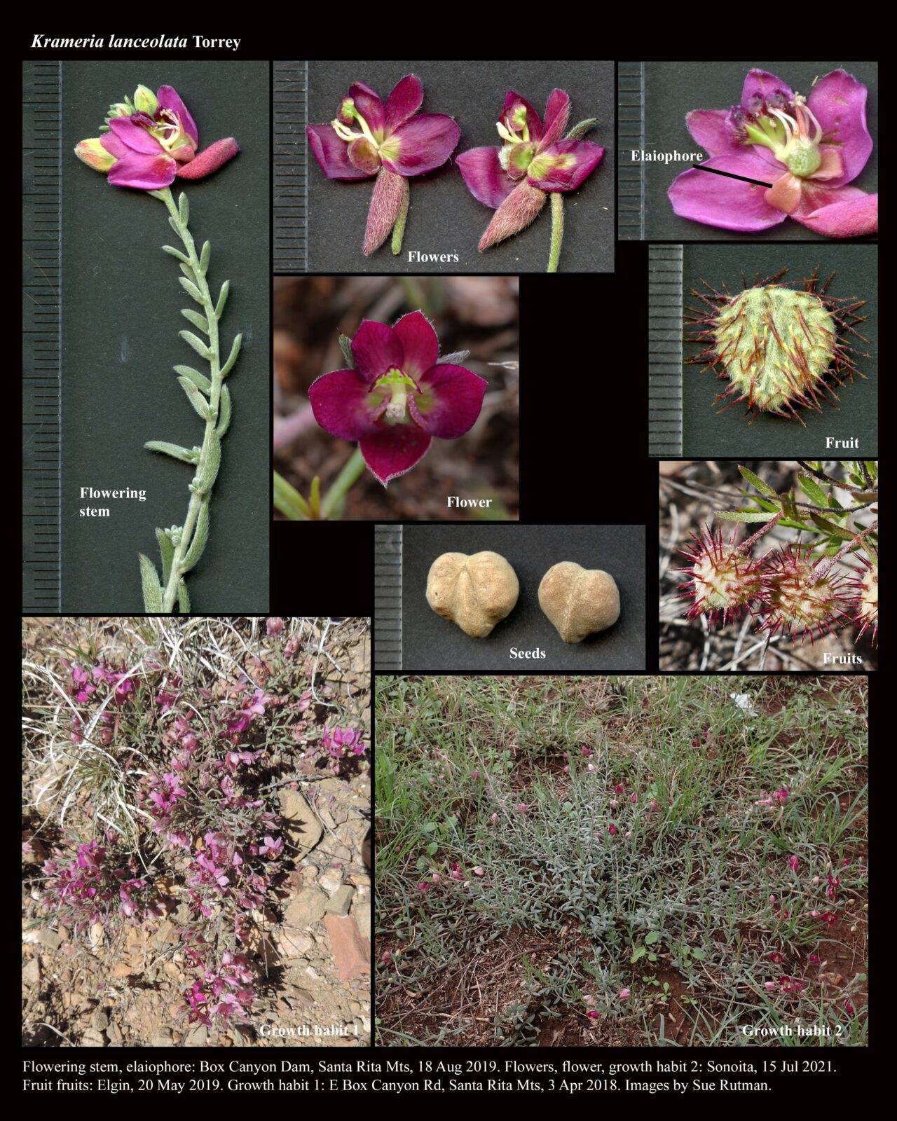 Krameria lanceolata : The Arizona Native Plant Society