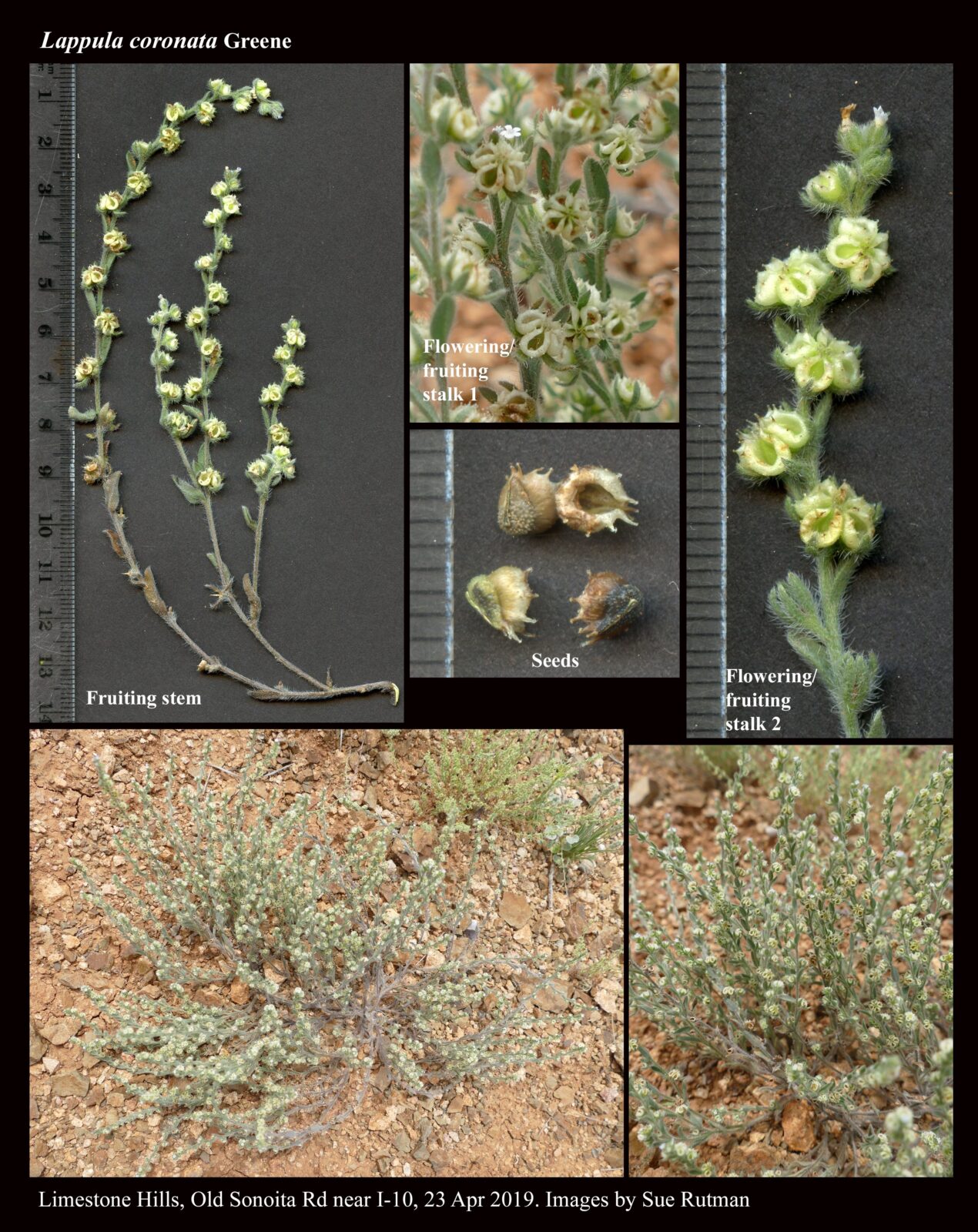 Lappula coronata : The Arizona Native Plant Society
