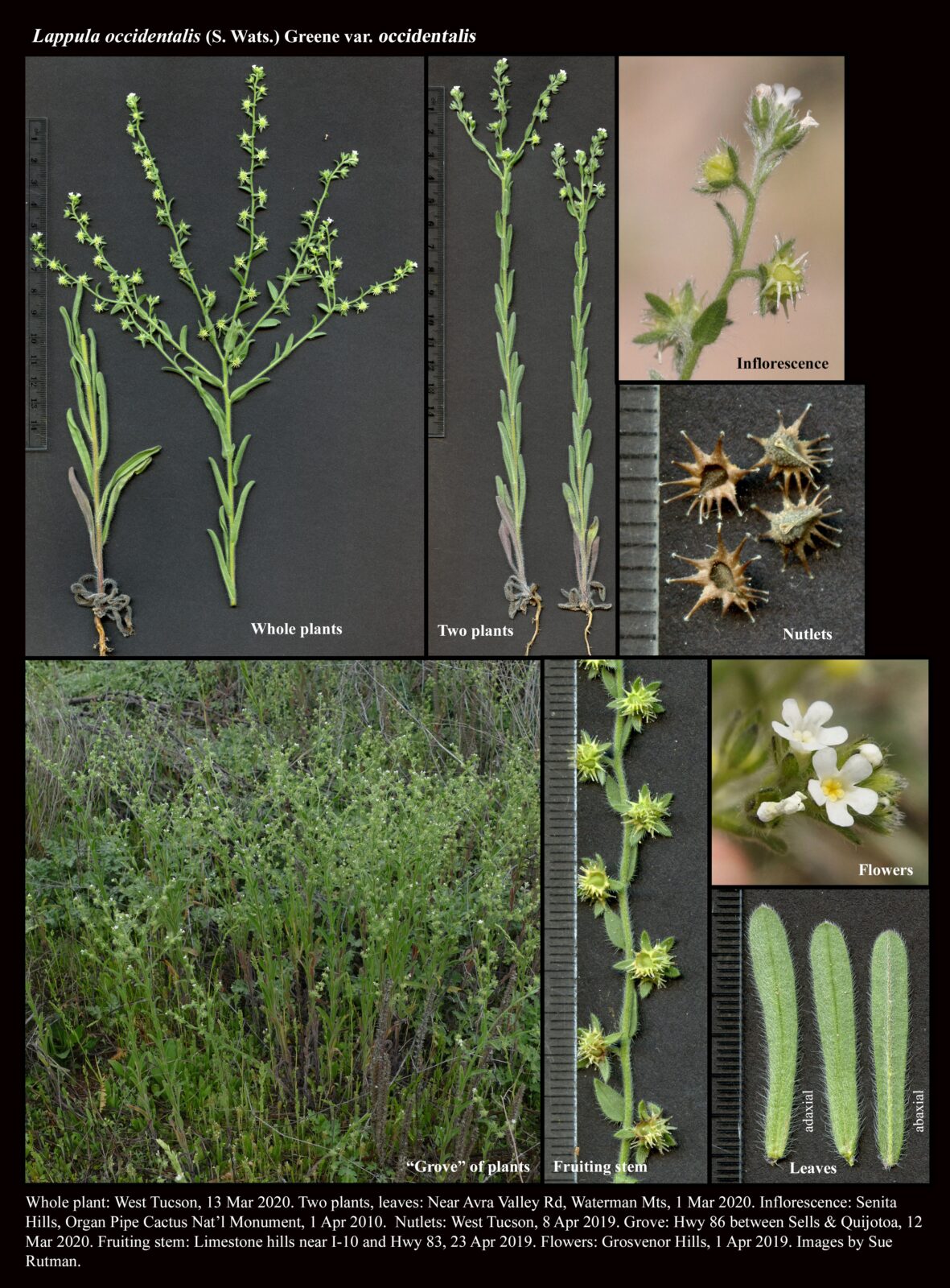Lappula occidentalis var. occidentalis : The Arizona Native Plant Society