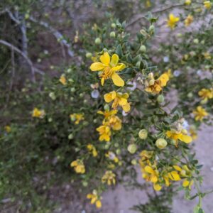 The Arizona Native Plant Society