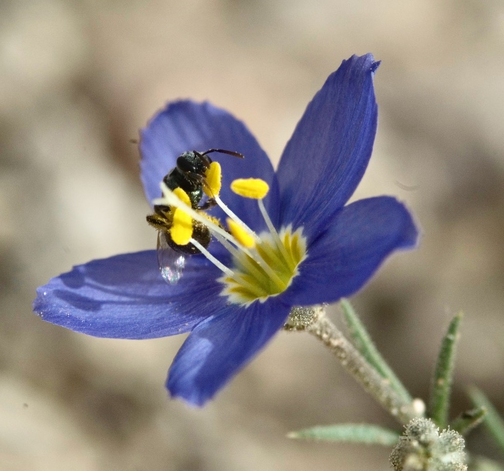 Tucson : The Arizona Native Plant Society
