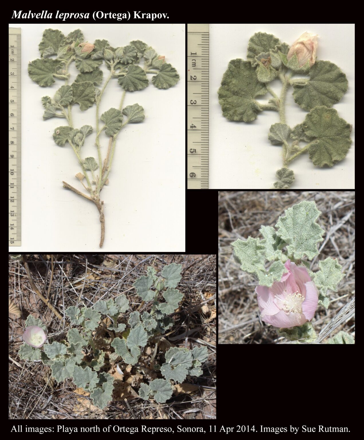 Malvella leprosa : The Arizona Native Plant Society