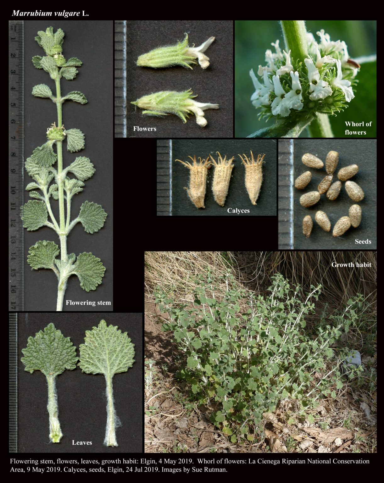 Marrubium vulgare : The Arizona Native Plant Society