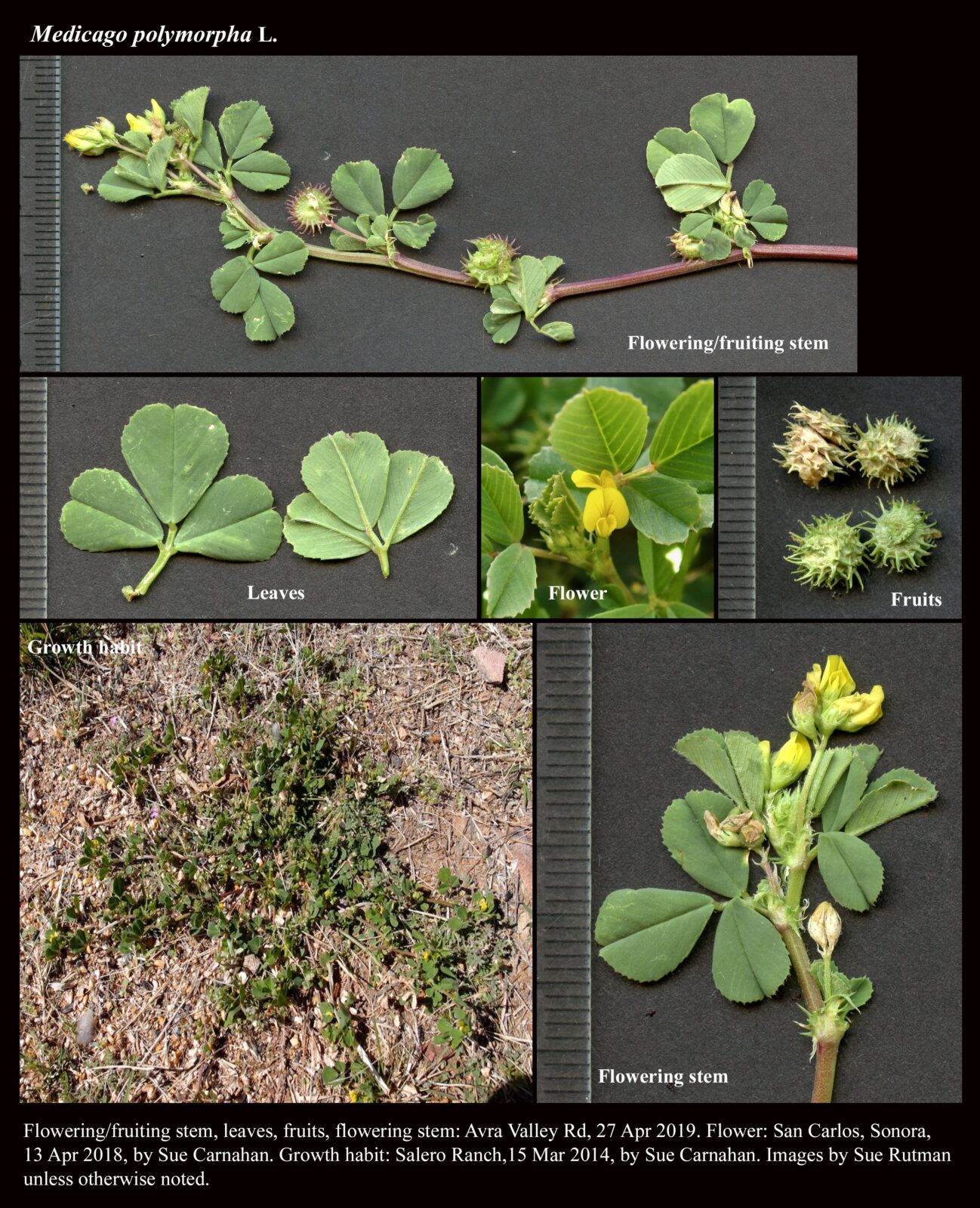 Medicago polymorpha : The Arizona Native Plant Society