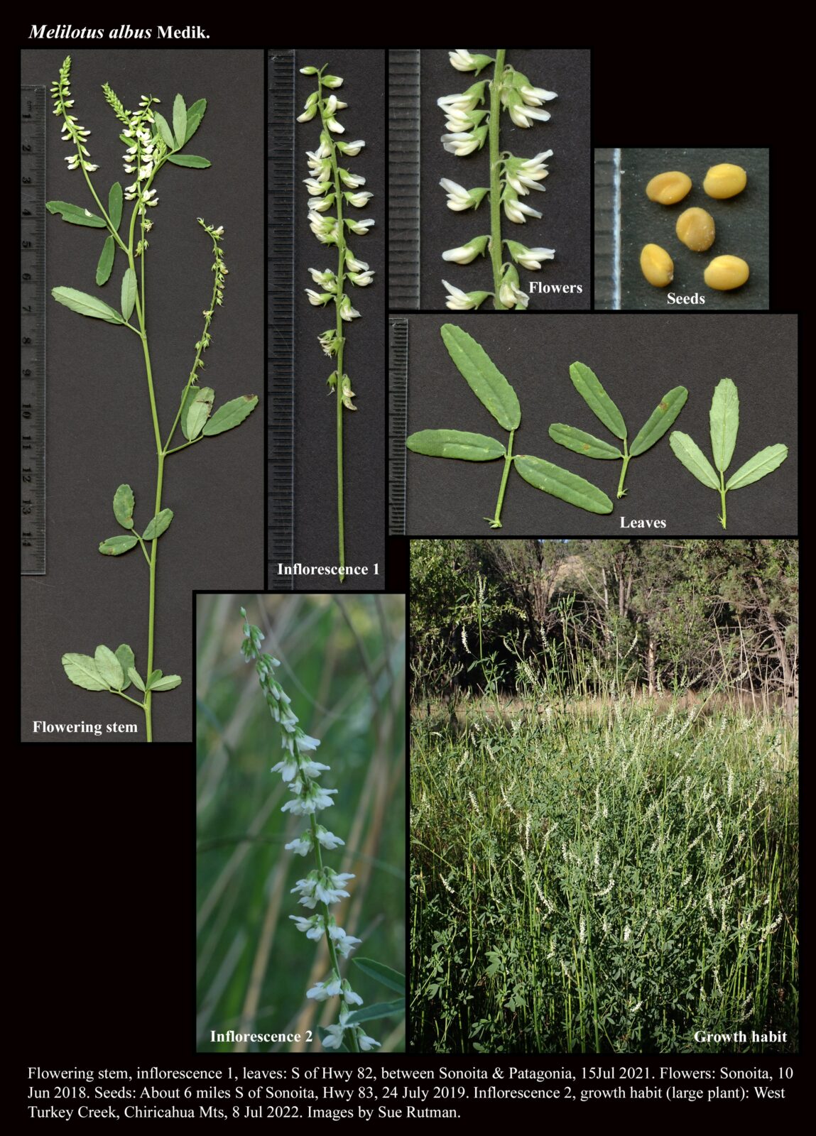 Melilotus albus : The Arizona Native Plant Society