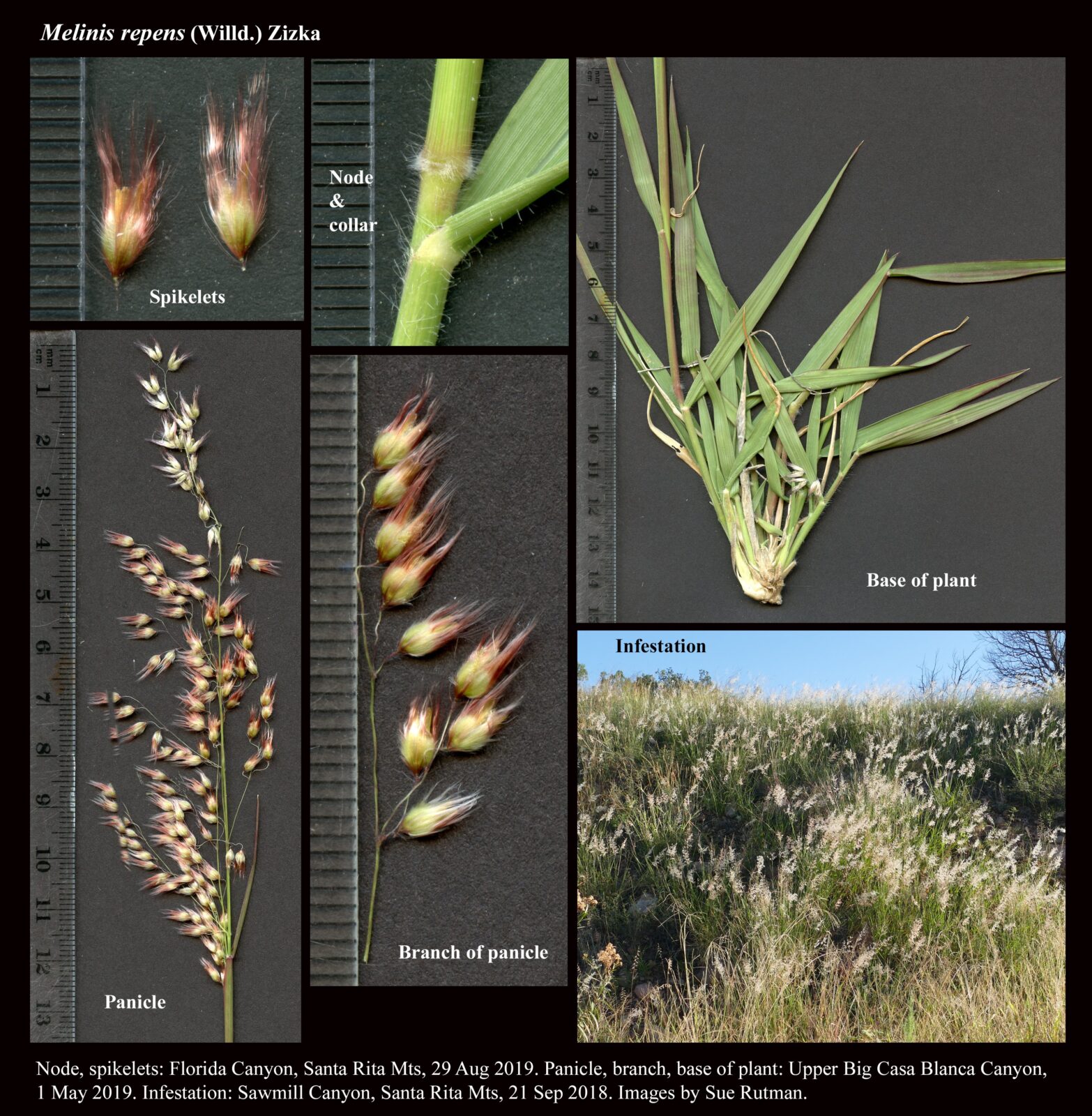 Melinis repens : The Arizona Native Plant Society