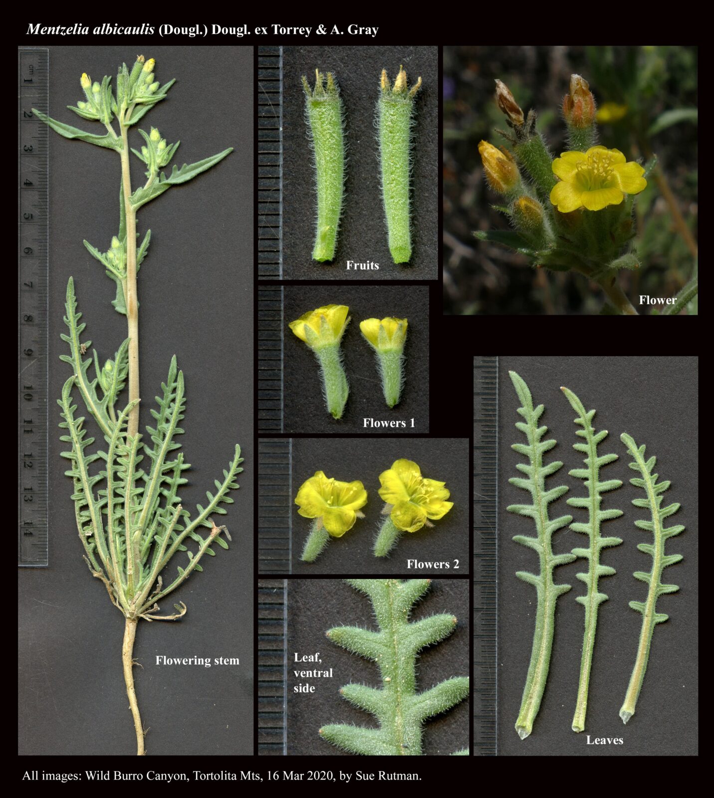 Mentzelia albicaulis : The Arizona Native Plant Society