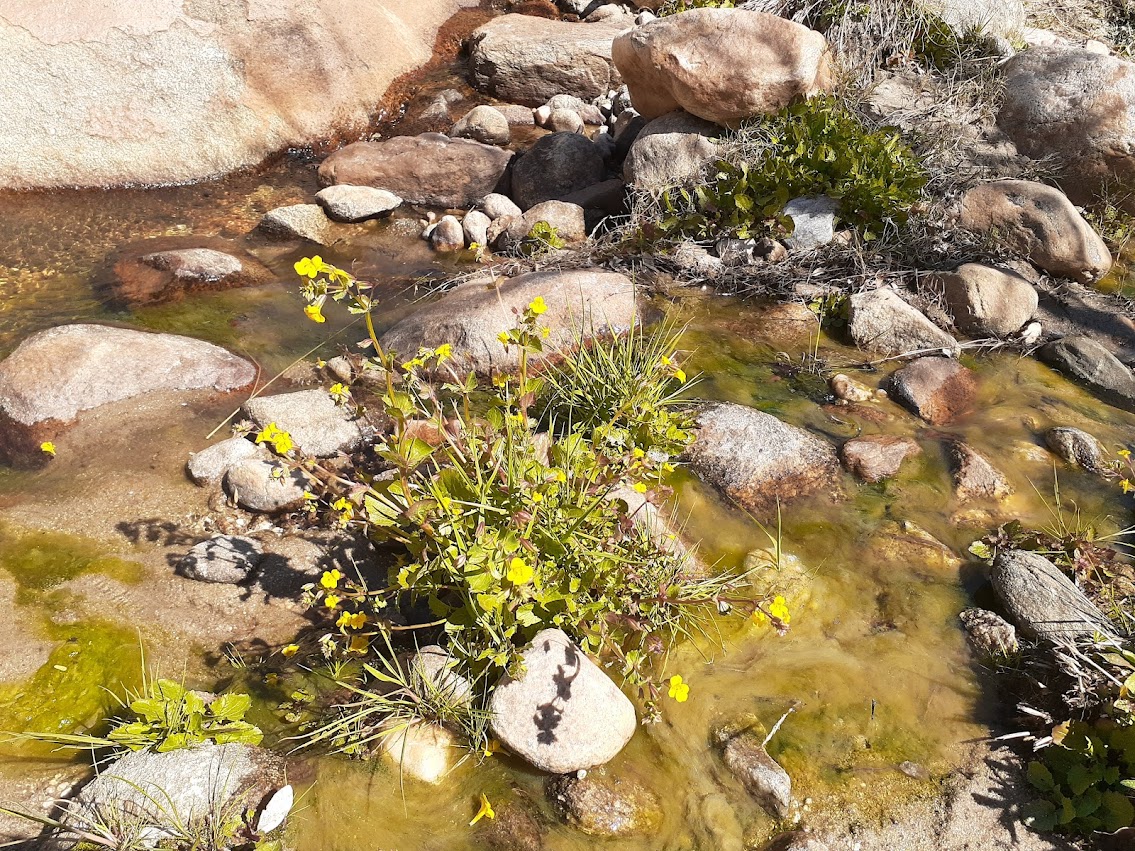 Tucson FIELD TRIP: The Romero Canyon – Return of the Natives : The ...