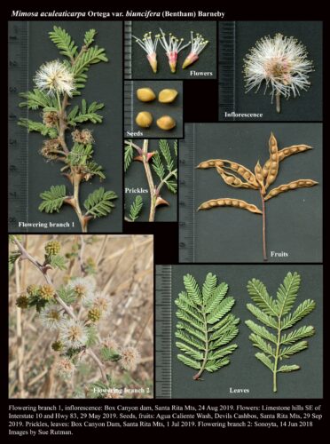 Mimosa aculeaticarpa var. biuncifera : The Arizona Native Plant Society