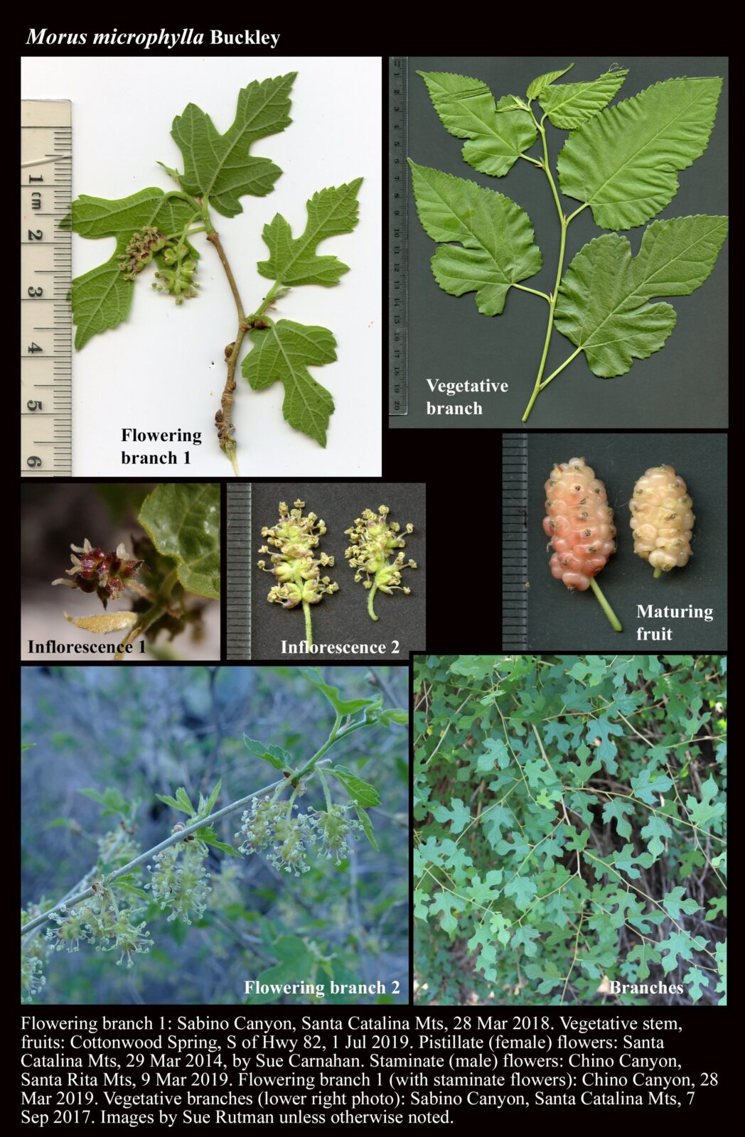 Morus microphylla : The Arizona Native Plant Society