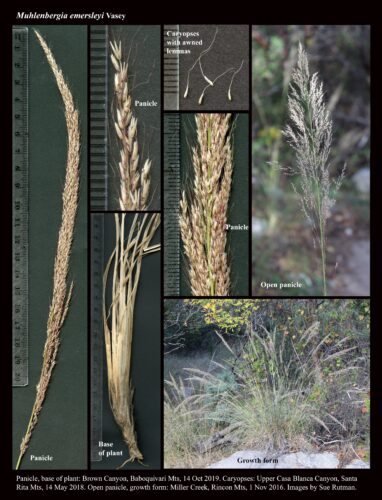 Muhlenbergia emersleyi : The Arizona Native Plant Society