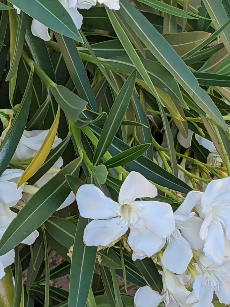 Invasive & Toxic Plants : The Arizona Native Plant Society