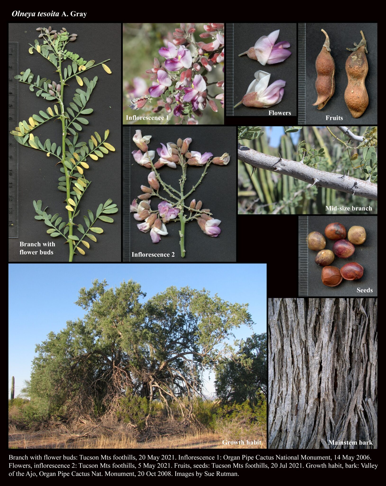 Olneya tesota : The Arizona Native Plant Society