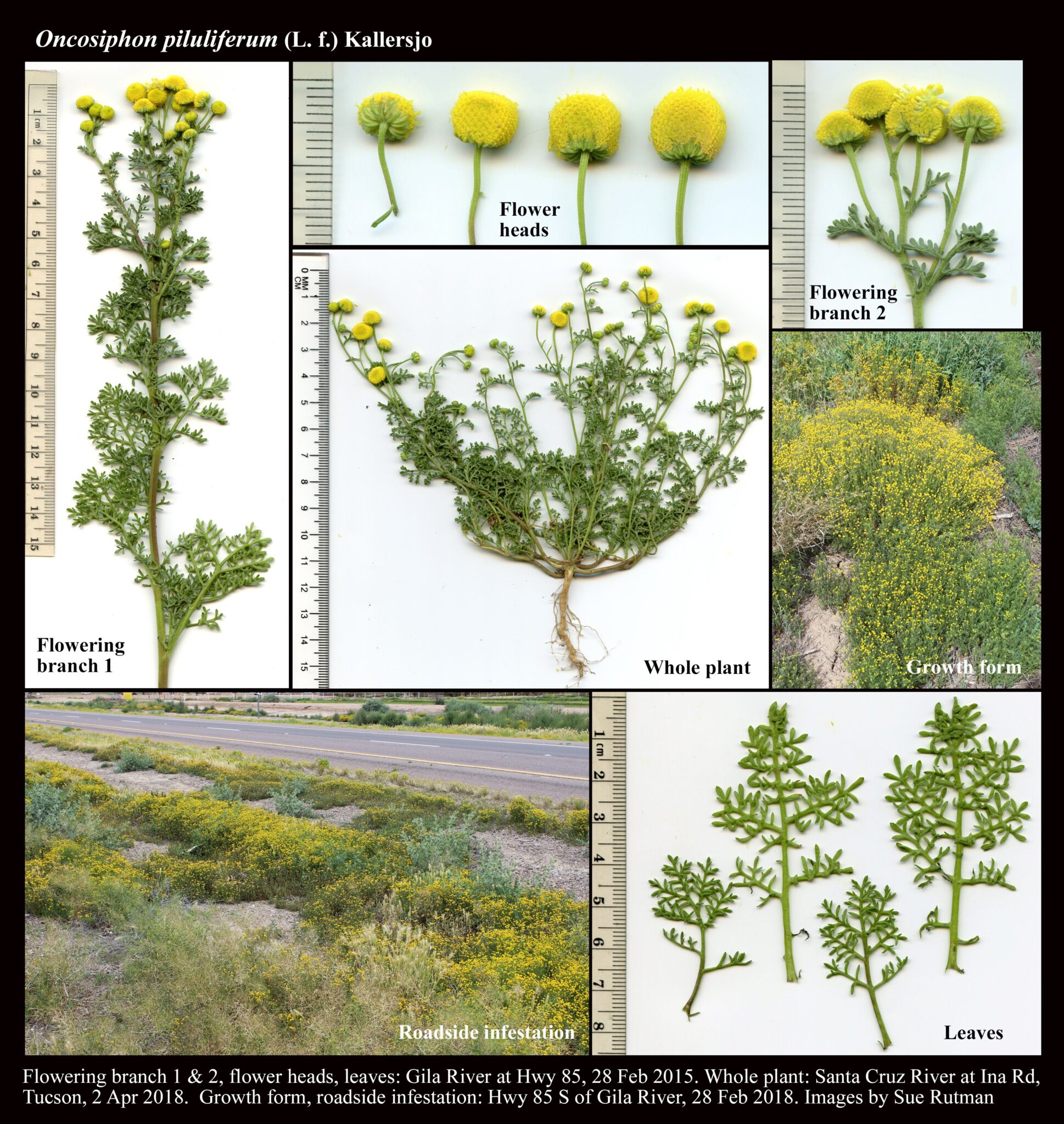 Be on the lookout for Stinknet! : The Arizona Native Plant Society