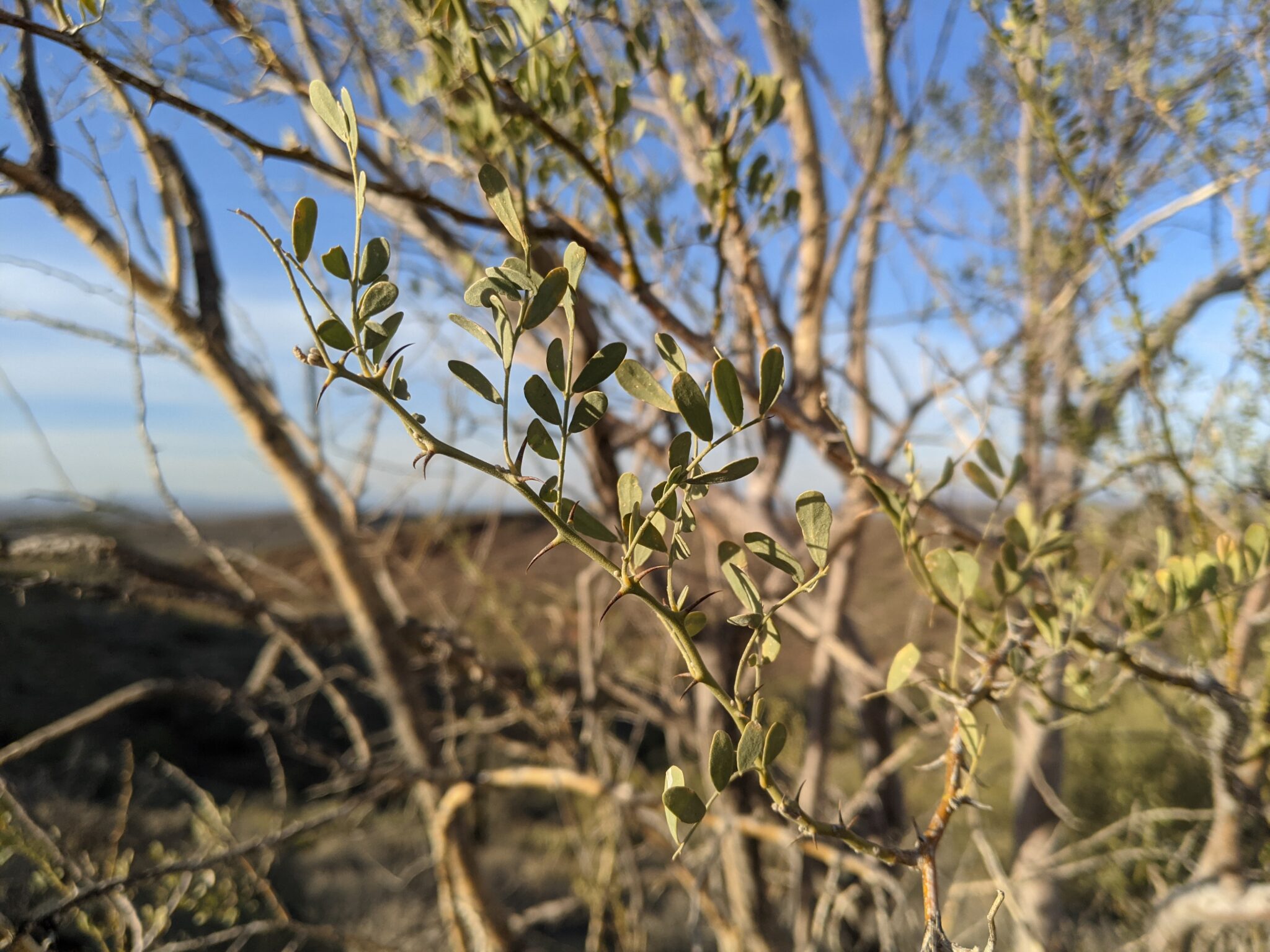 Plant Profile: Desert Ironwood : The Arizona Native Plant Society