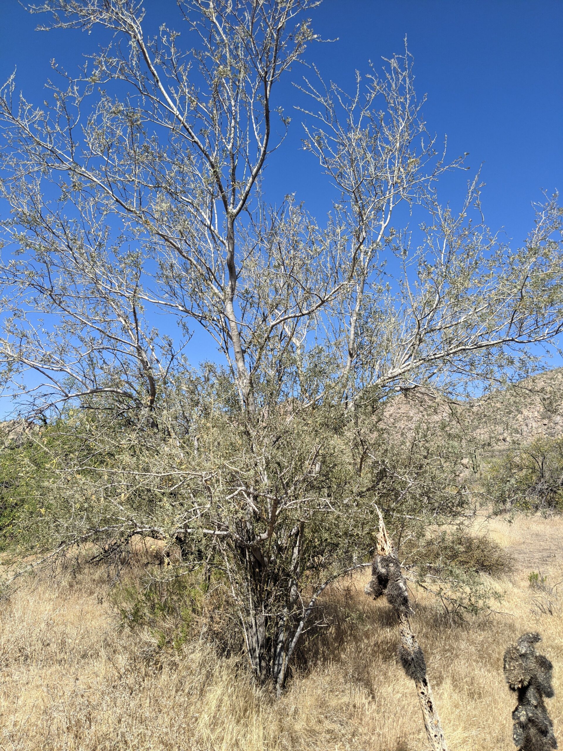 Plant Profile: Desert Ironwood : The Arizona Native Plant Society