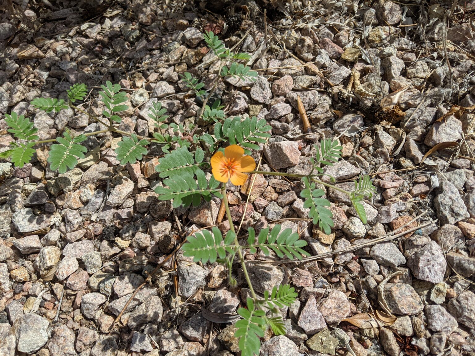 Plant Profile: Arizona Poppy : The Arizona Native Plant Society