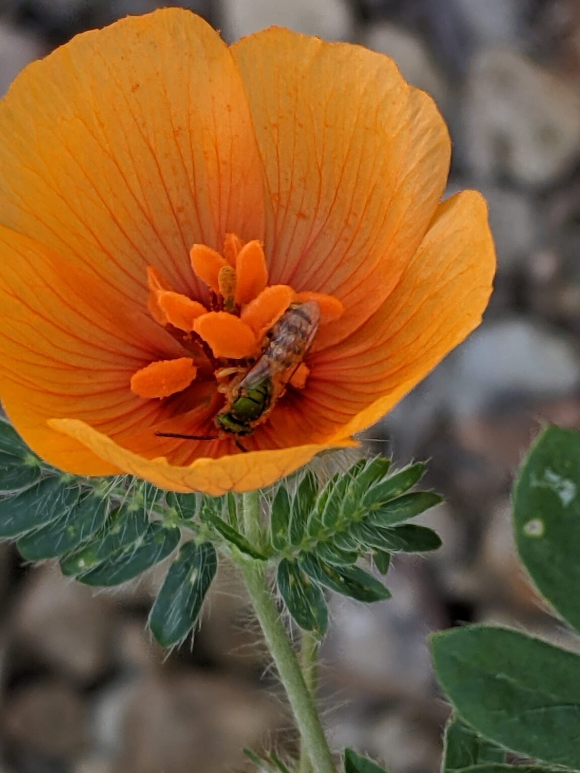 Plant Profile: Arizona Poppy : The Arizona Native Plant Society
