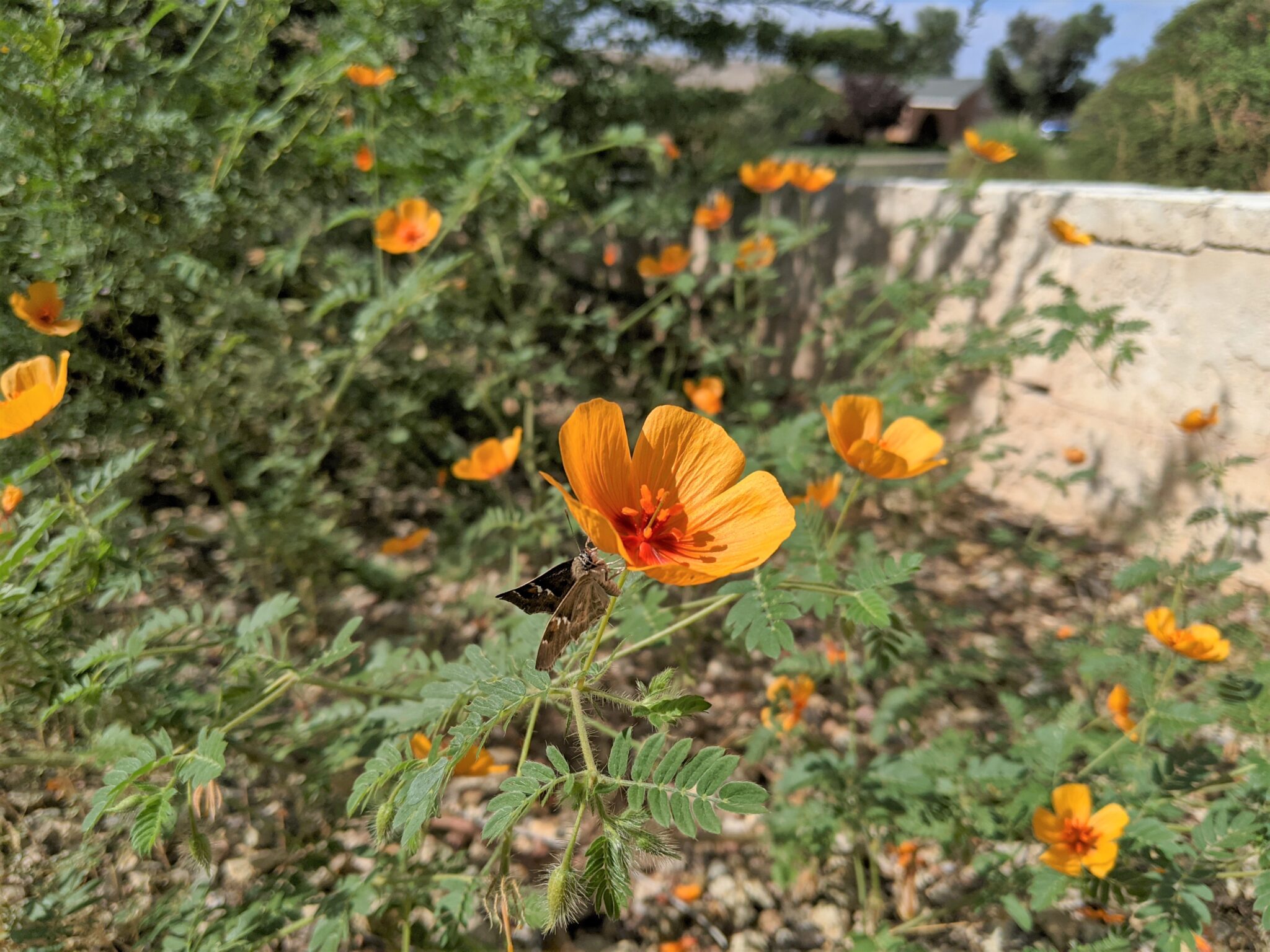 Plant Profile: Arizona Poppy : The Arizona Native Plant Society