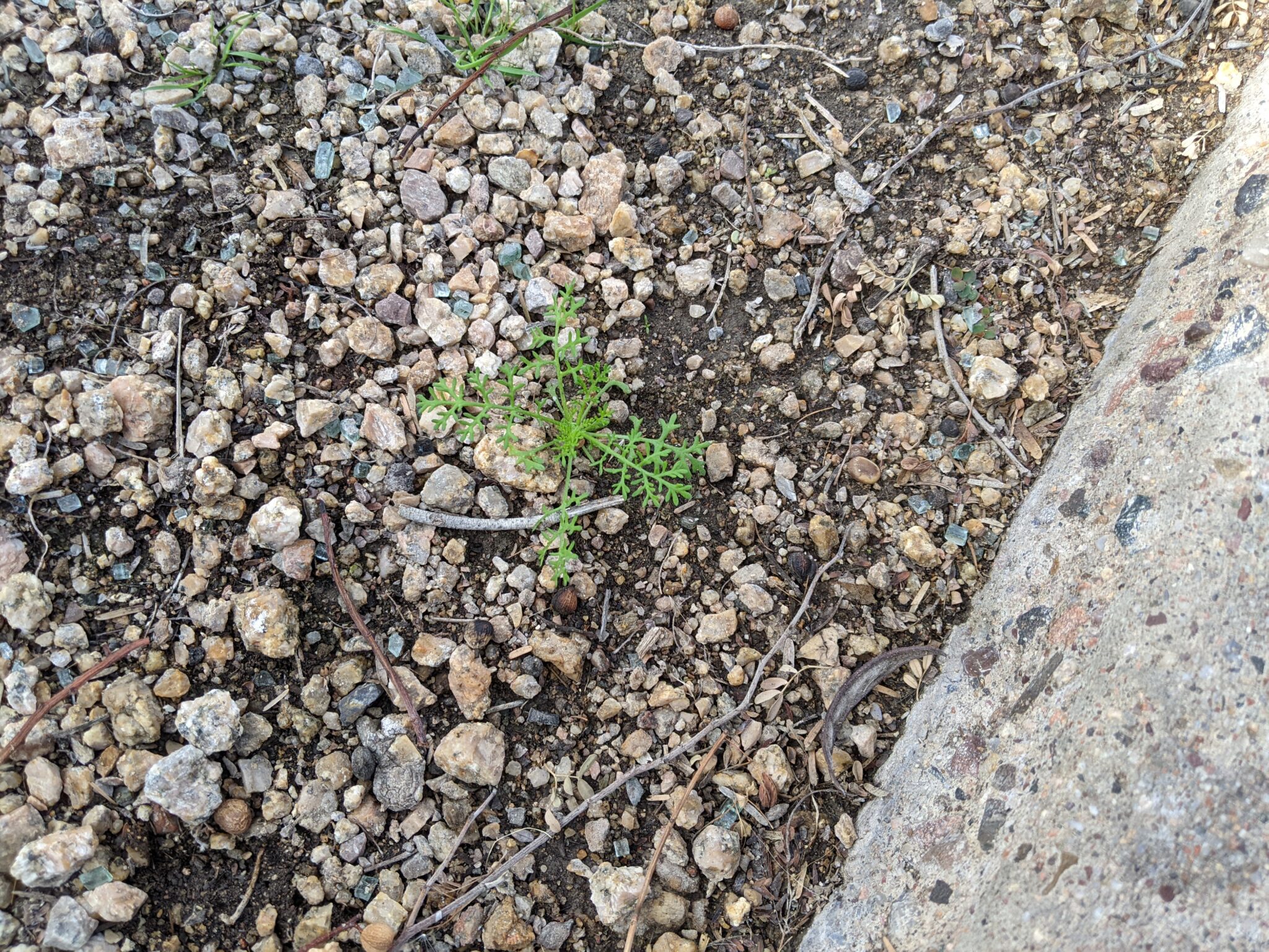 Be on the lookout for Stinknet! : The Arizona Native Plant Society