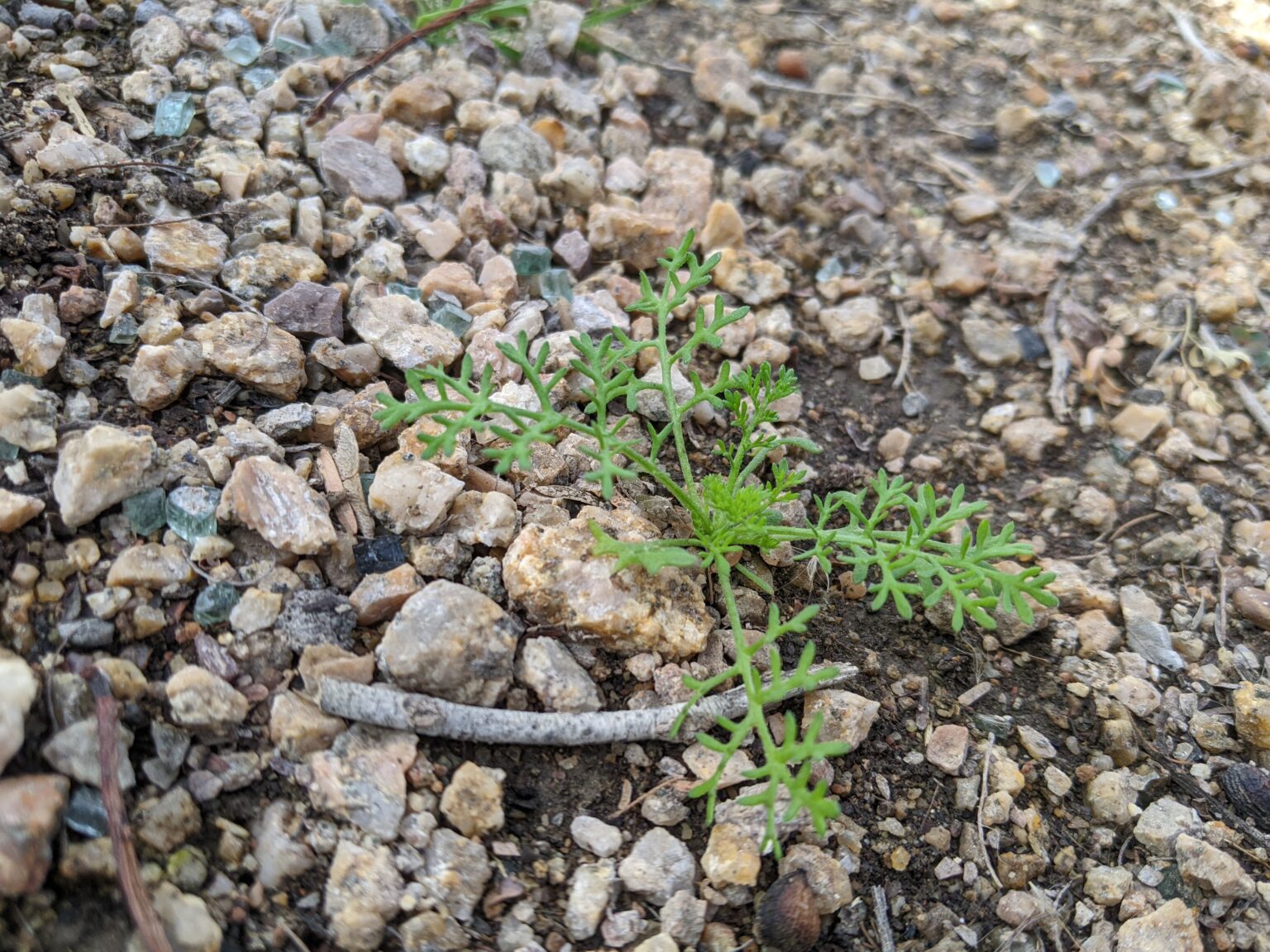Be on the lookout for Stinknet! : The Arizona Native Plant Society