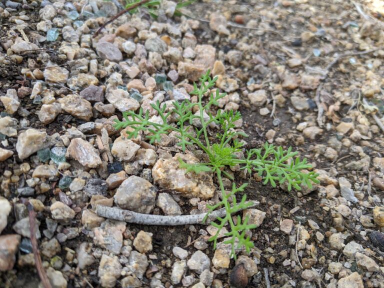 Be on the lookout for Stinknet! : The Arizona Native Plant Society