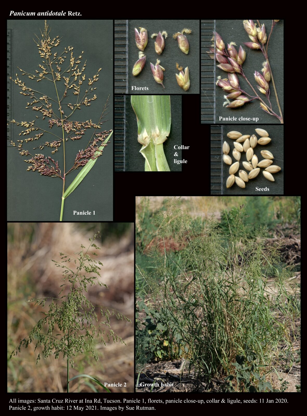 Panicum antidotale : The Arizona Native Plant Society
