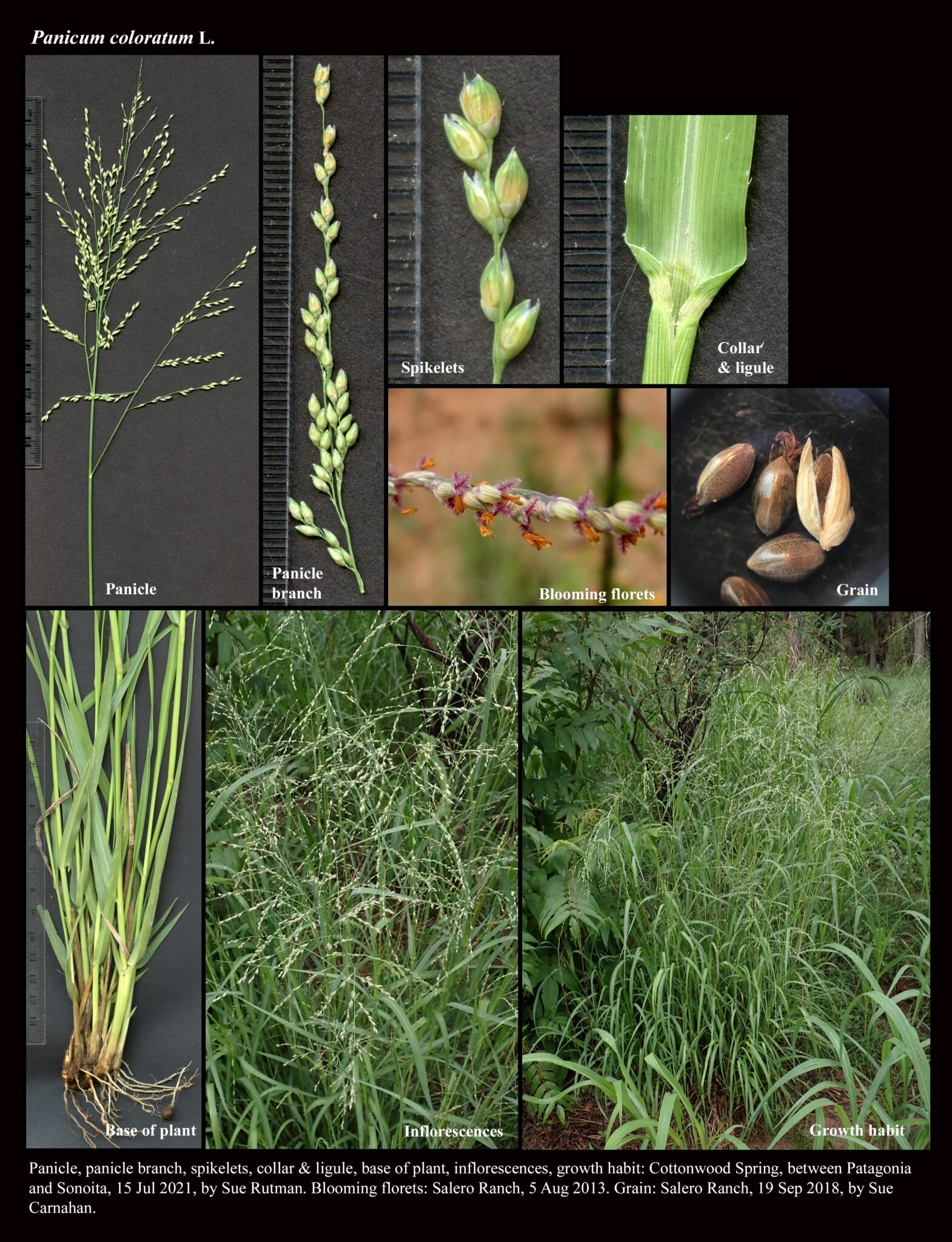 Panicum coloratum : The Arizona Native Plant Society