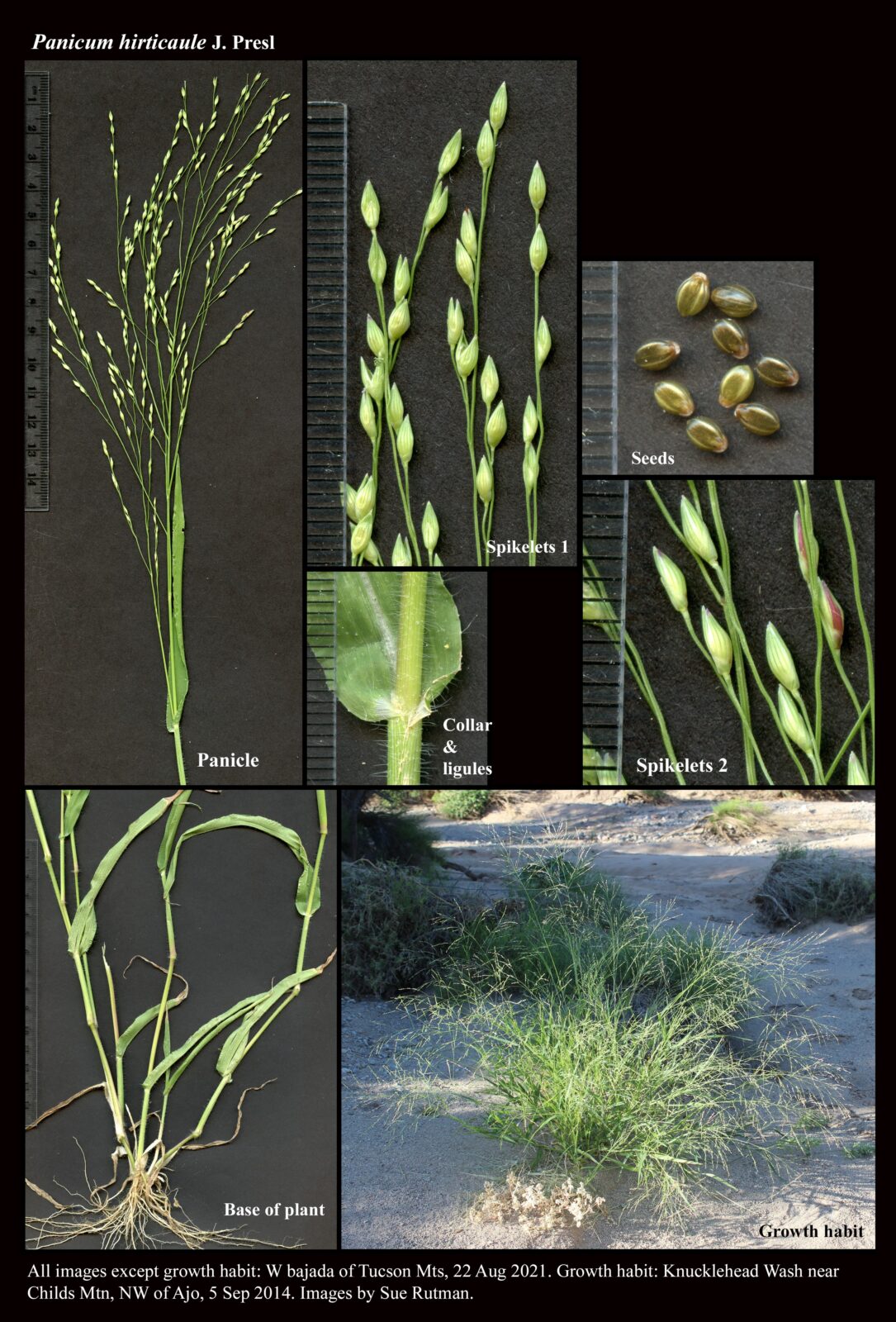 Panicum hirticaule : The Arizona Native Plant Society