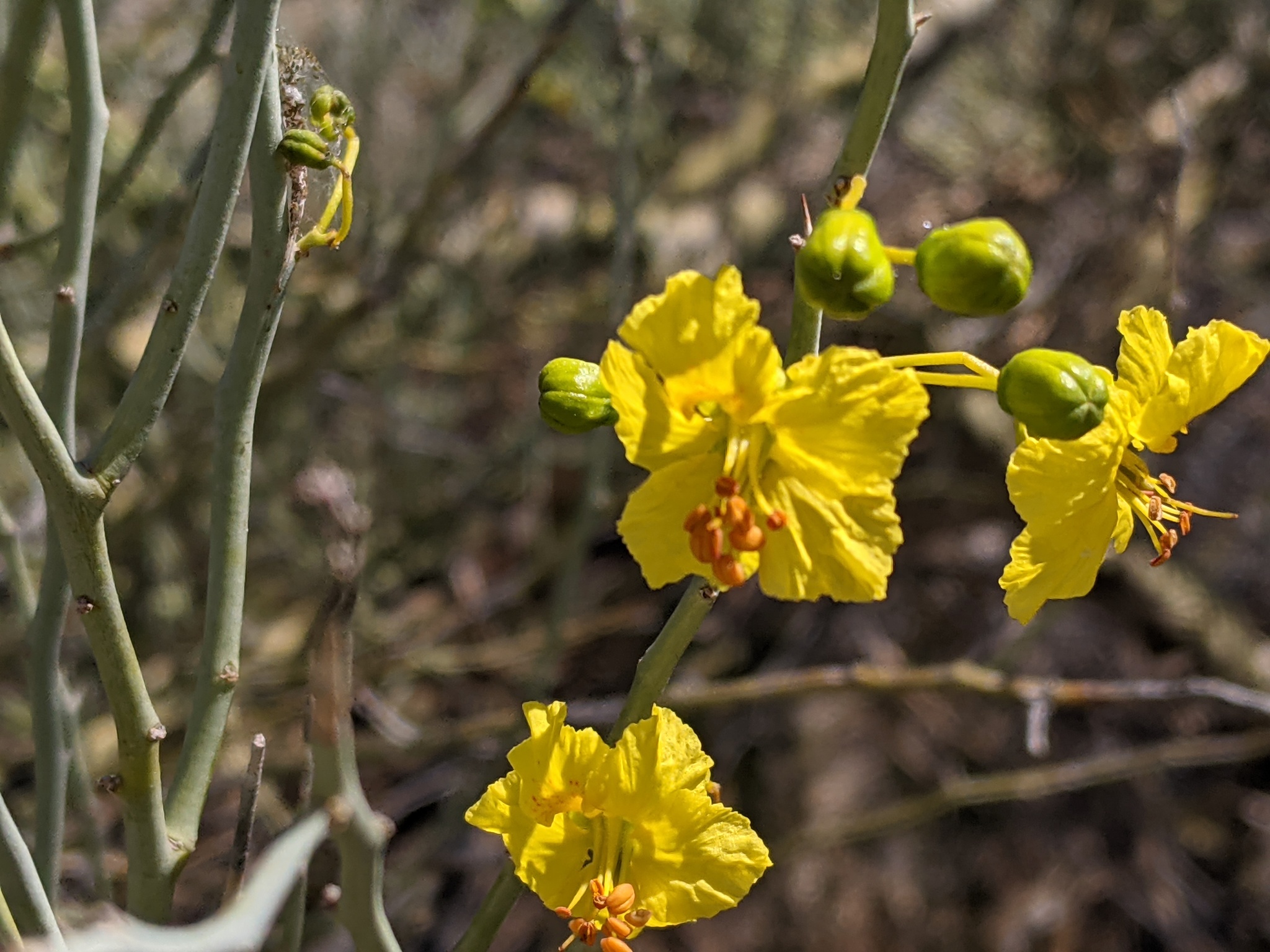Tucson : The Arizona Native Plant Society