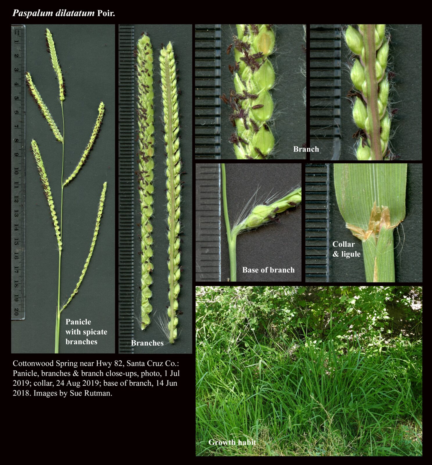 Paspalum dilatatum : The Arizona Native Plant Society