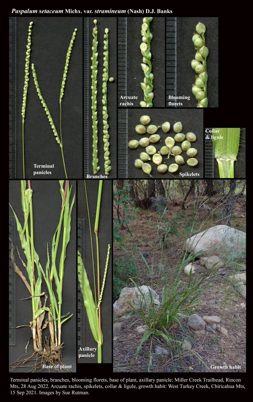 Paspalum setaceum var. stramineum : The Arizona Native Plant Society