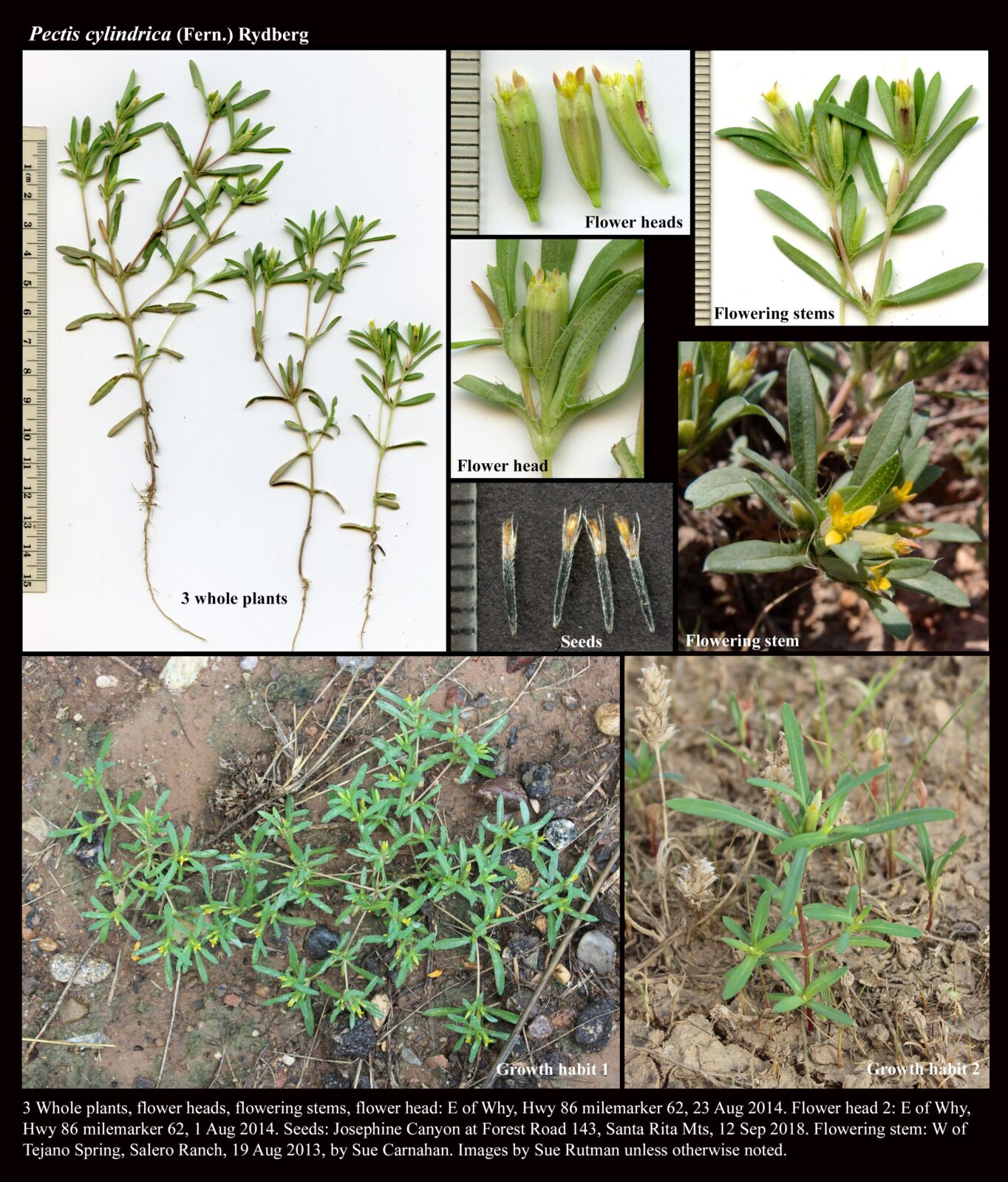 Pectis cylindrica : The Arizona Native Plant Society