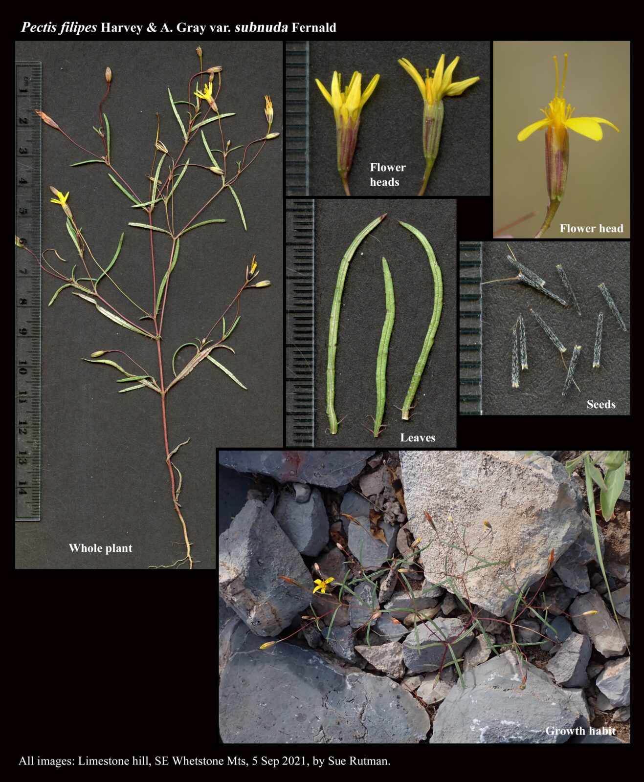 Pectis filipes var. subnuda : The Arizona Native Plant Society