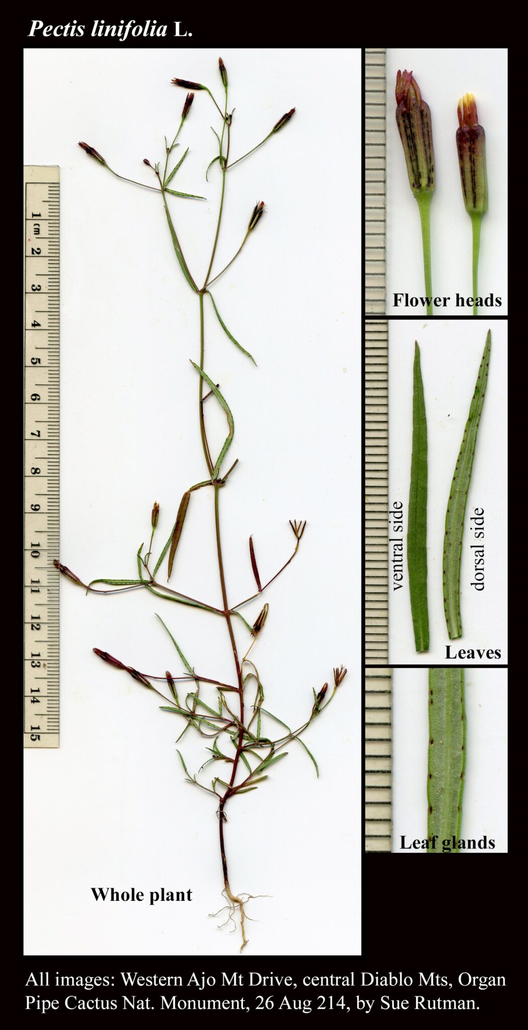 Pectis linifolia : The Arizona Native Plant Society