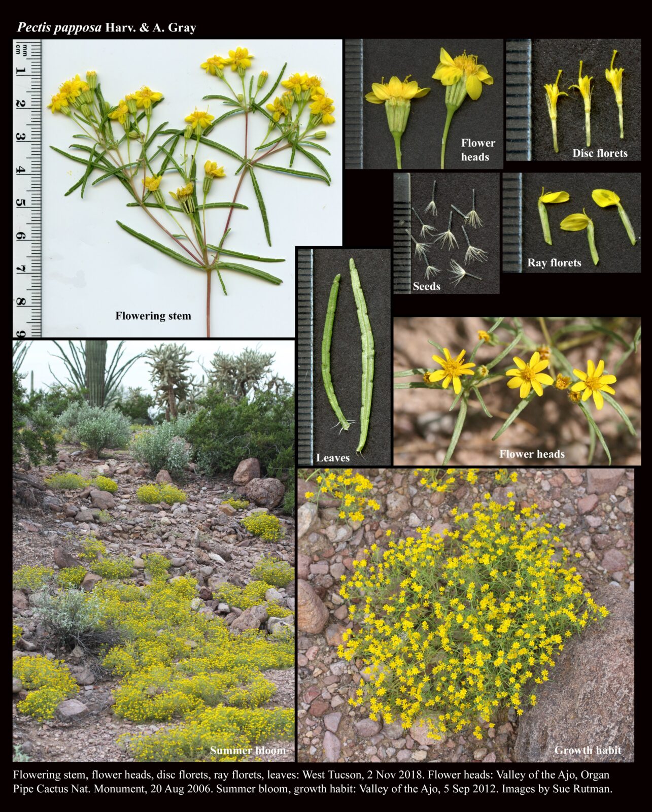 Pectis papposa : The Arizona Native Plant Society