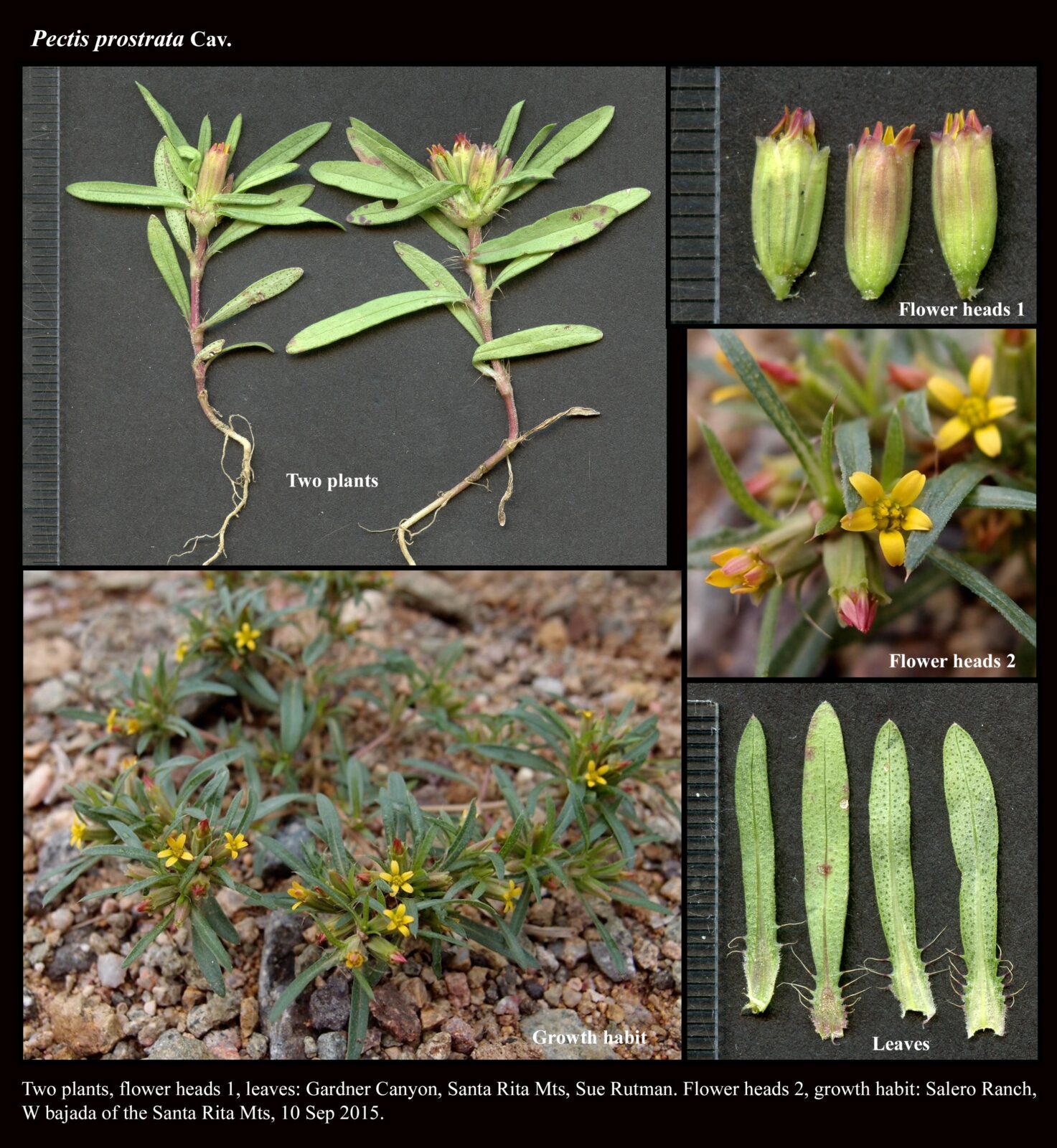 Pectis prostrata : The Arizona Native Plant Society