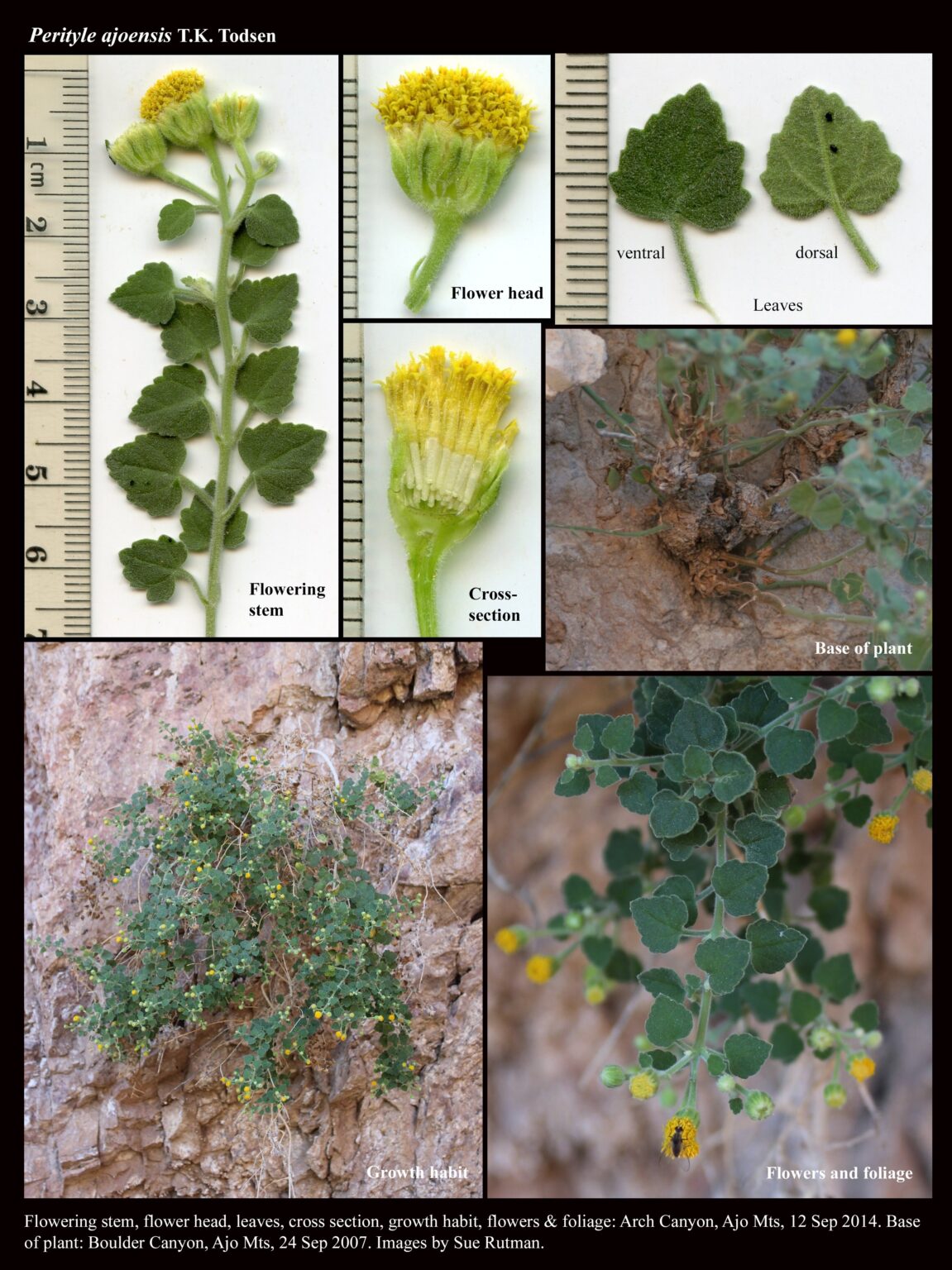Perityle ajoensis : The Arizona Native Plant Society
