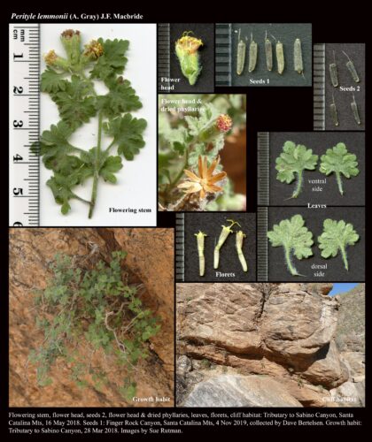Perityle lemmonii : The Arizona Native Plant Society